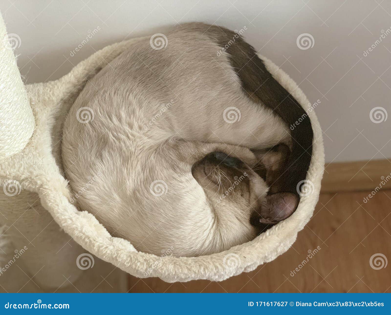 Cat Siamese stock image. Image of white, real, baby - 171617627