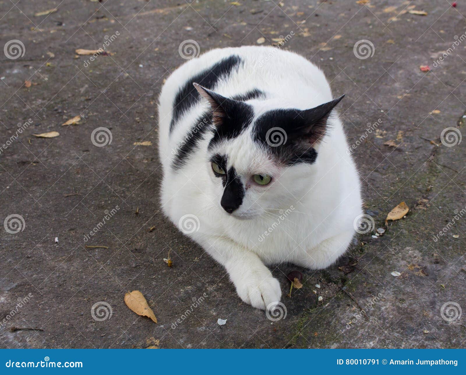 Cat stock image. Image of outside, indoors, fluffy, hope - 80010791
