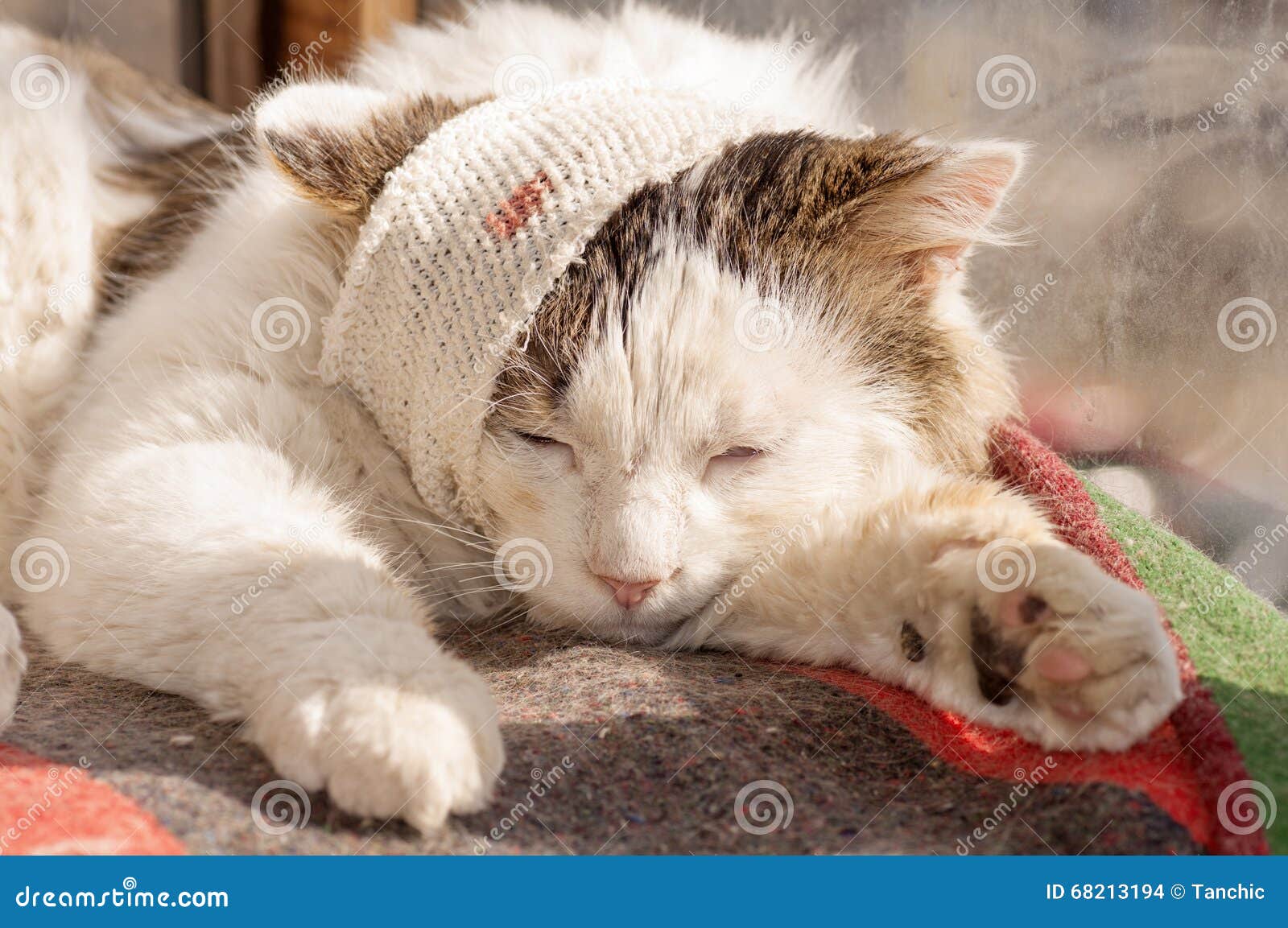 Cat sick stock photo. Image of veterinary, bandage, pain - 68213194