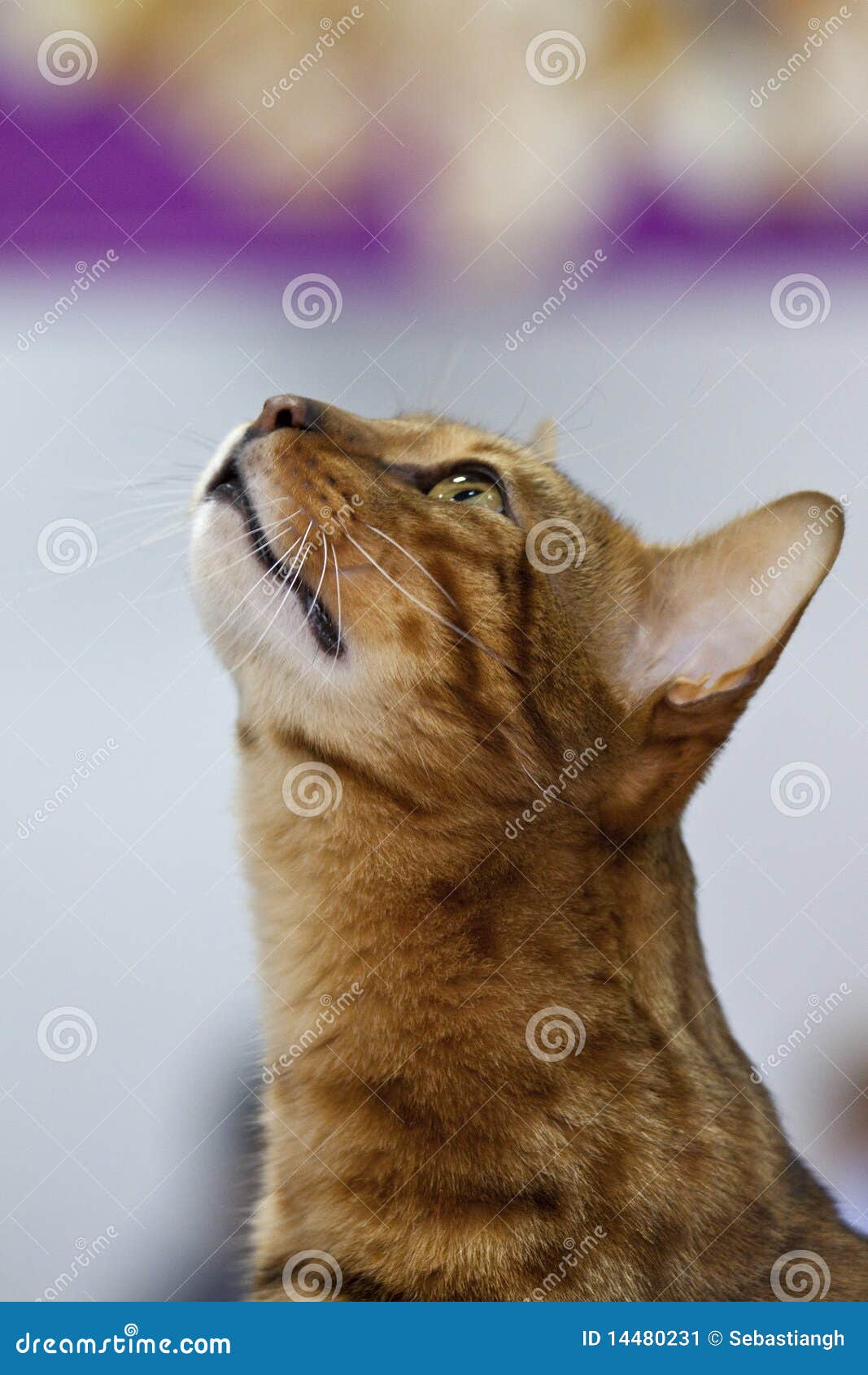 Cat side face stock image. Image of pedigree, tabby, animal - 14480231