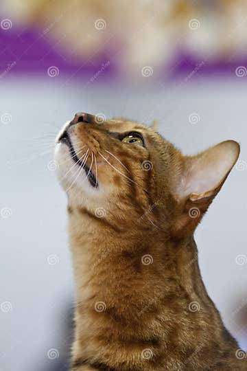 Cat side face stock image. Image of pedigree, tabby, animal - 14480231
