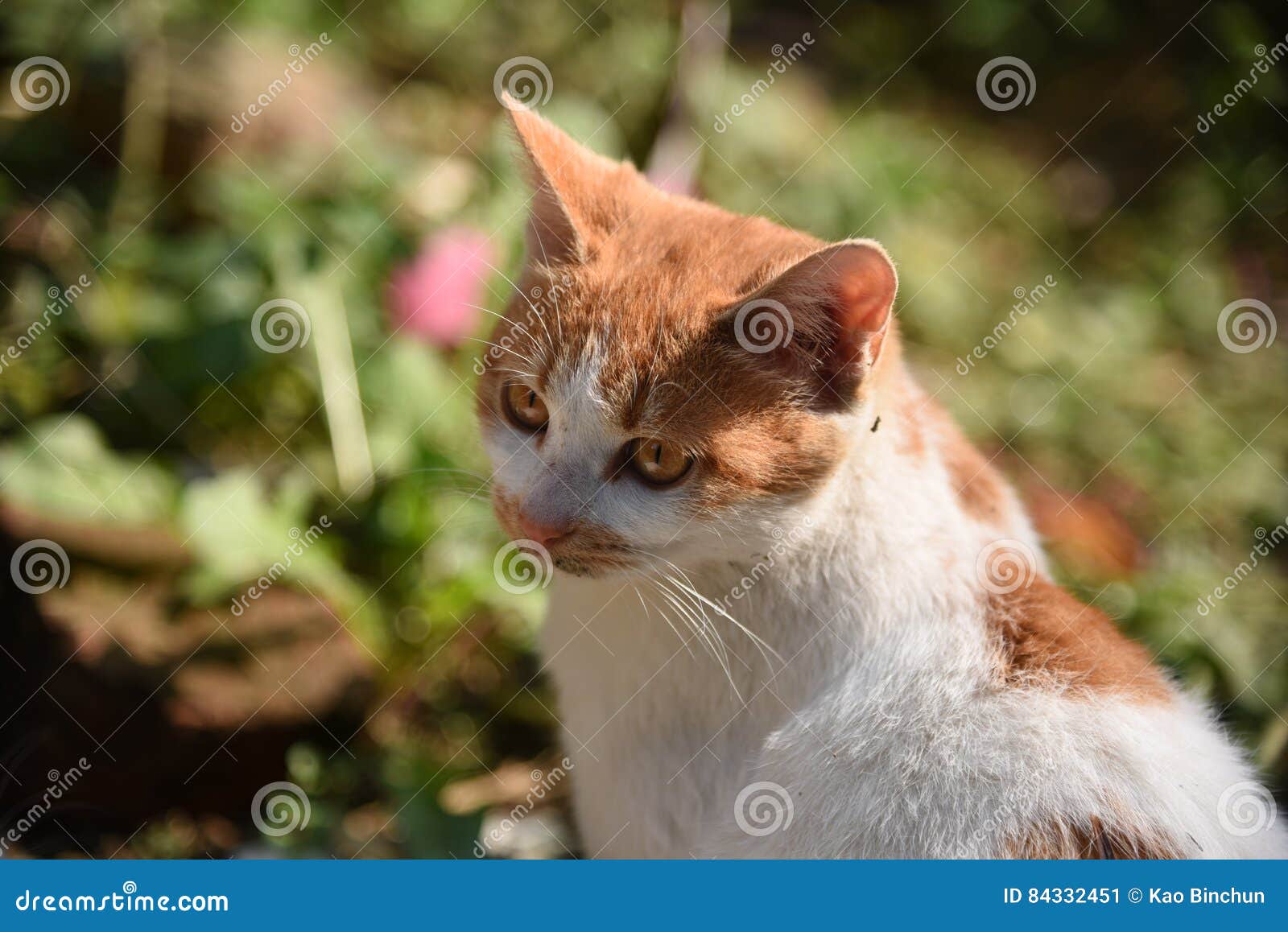 Cat side face stock image. Image of fluffy, river, focus - 84332451
