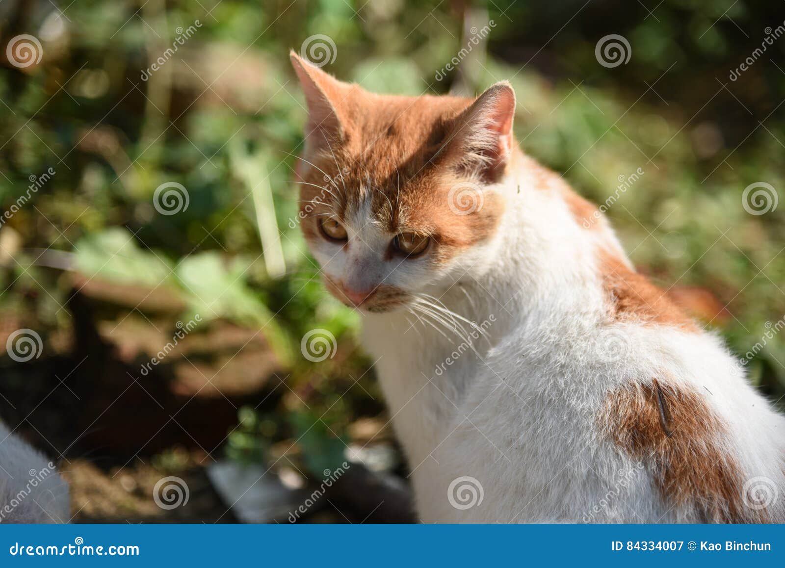 Cat side face stock image. Image of looking, matthiola - 84334007