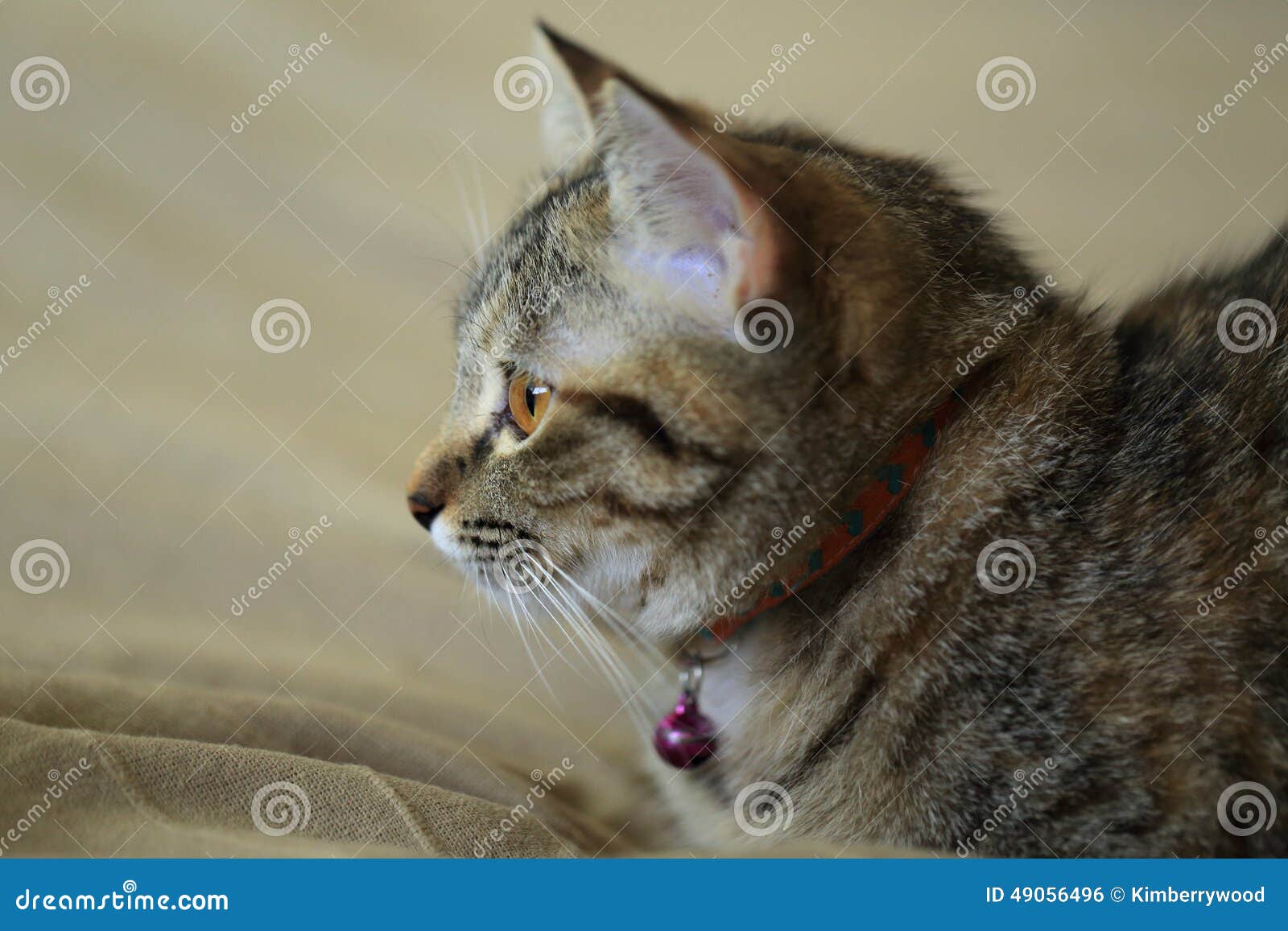 Cat stock photo. Image of side, young, head, soft, cute - 49056496
