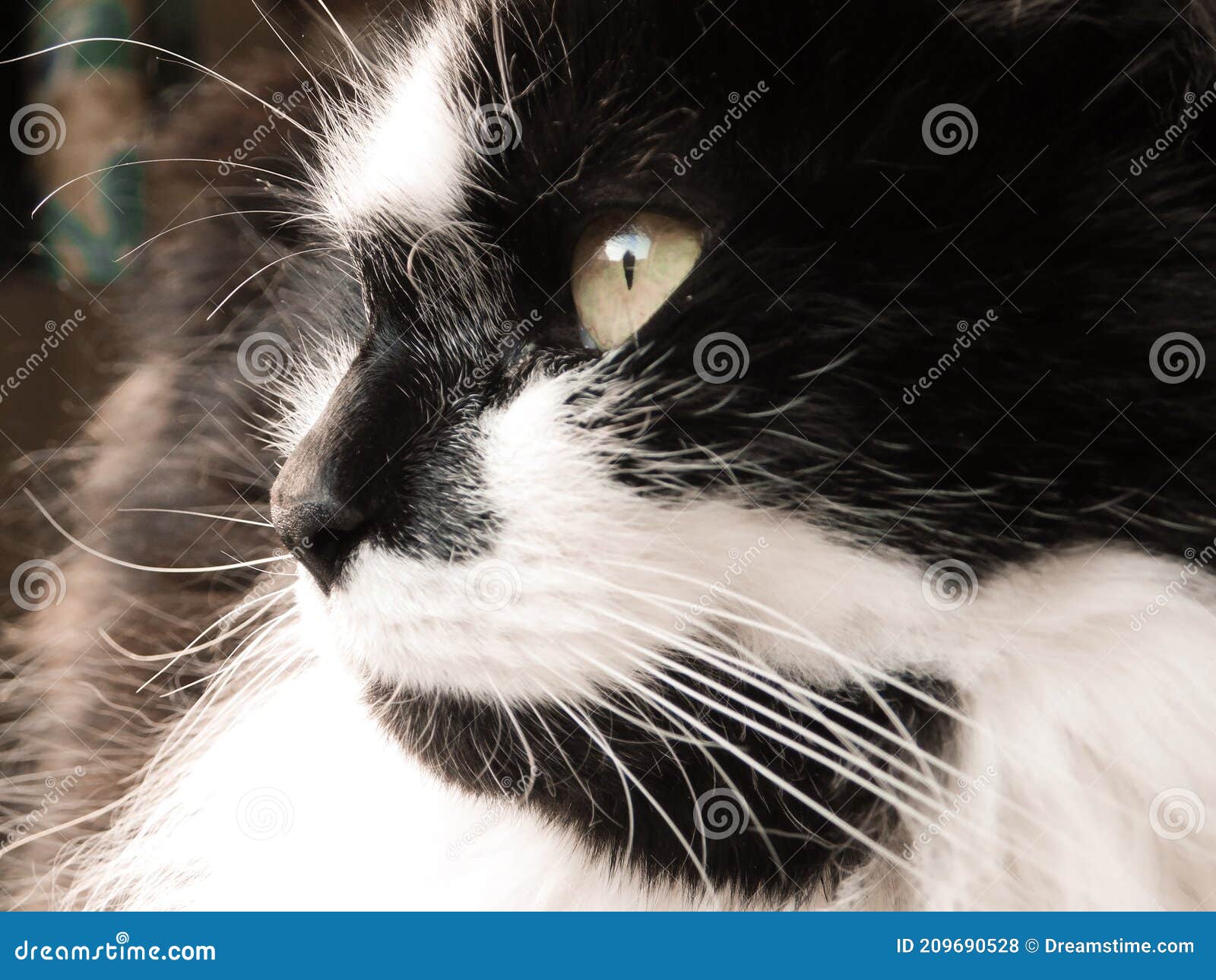 Cat stock photo. Image of profile, eyes, fluffy, cute - 209690528