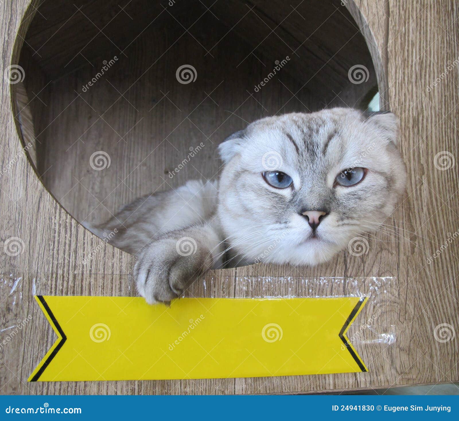 Cat with sign stock photo. Image of catus, staring, felis - 24941830