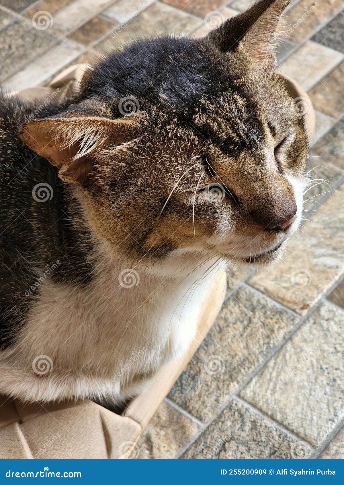 The cat stock image. Image of wildcat, whiskers, wildlife - 255200909