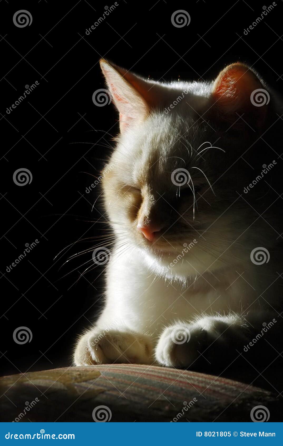 Cat silhouette stock image. Image of mammals, peaceful - 8021805