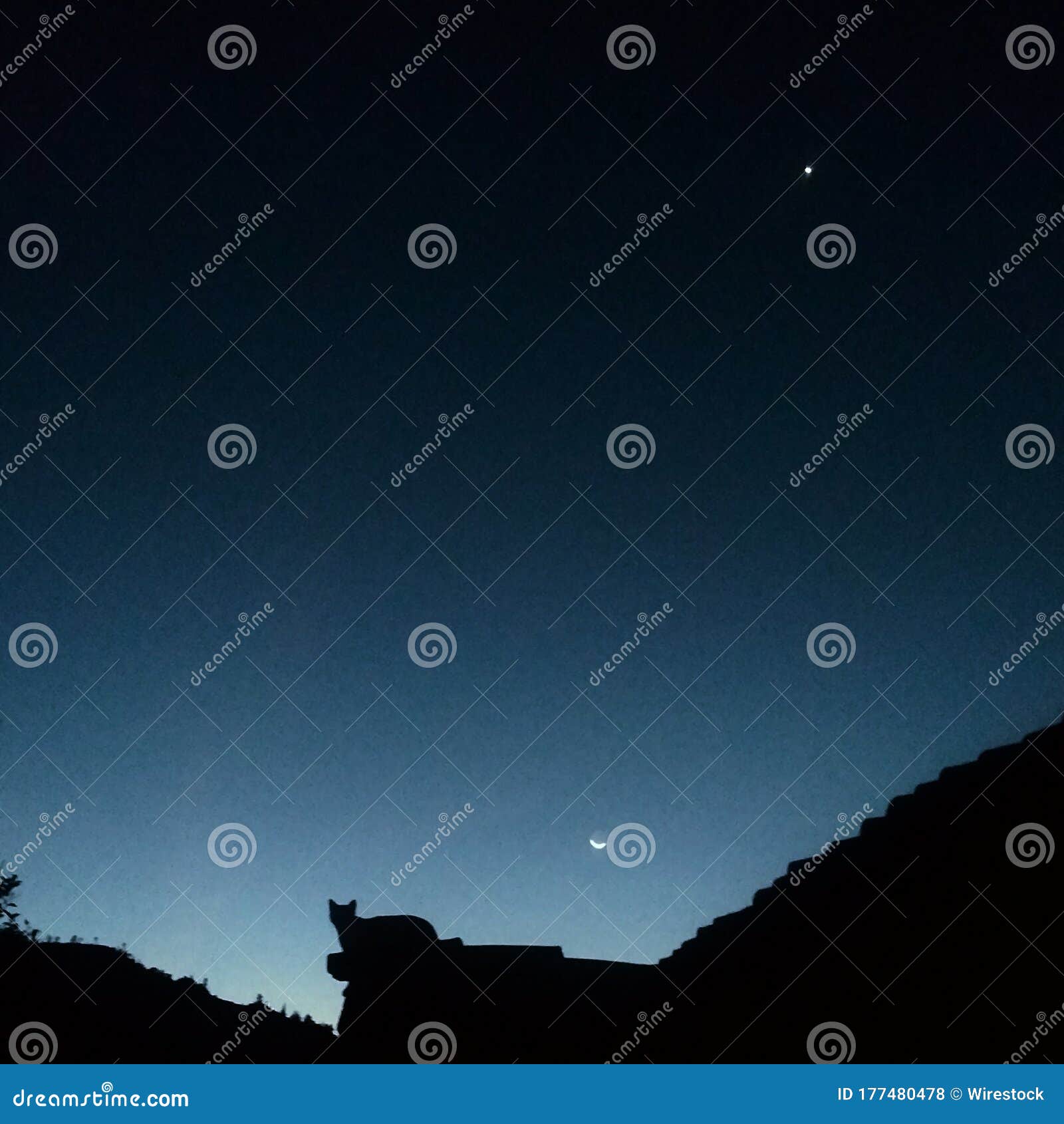 Cat Silhouette with Hills and Trees during the Night with a Half-moon ...