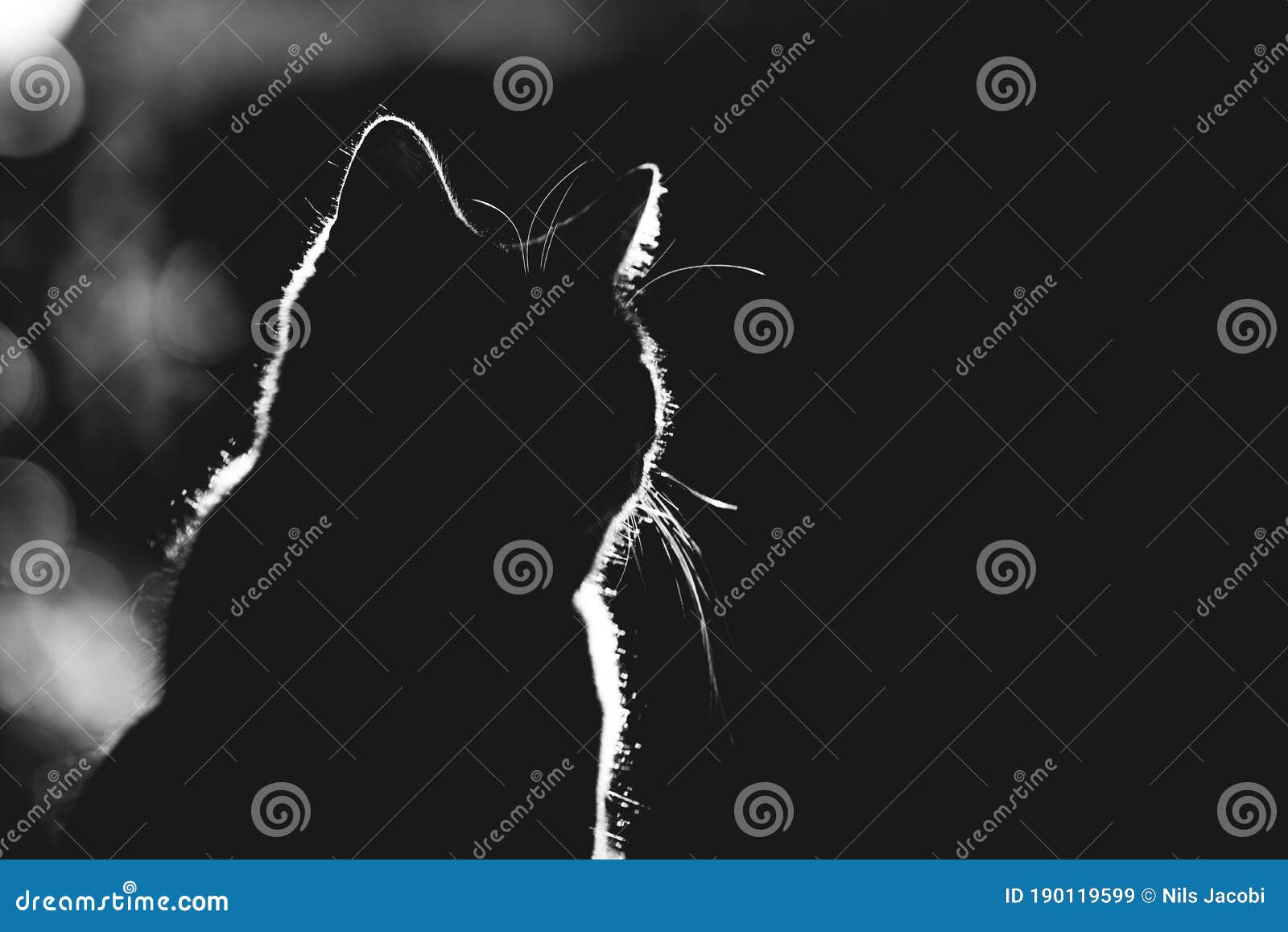 Cat Silhouette in Sunny Backlight Stock Image - Image of pets, space ...