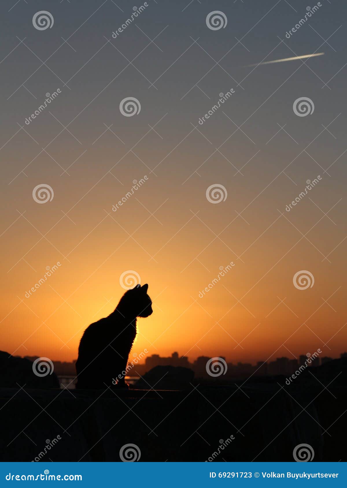Cat silhouette stock image. Image of sunset, silhouette - 69291723
