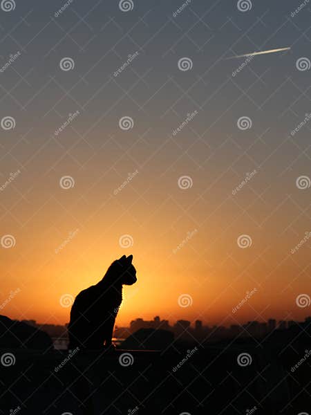 Cat silhouette stock image. Image of sunset, silhouette - 69291723