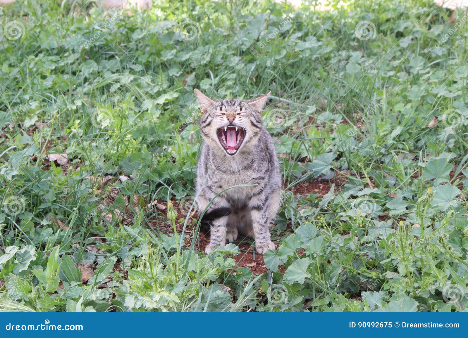 Cat singer stock image. Image of variety, districts, village - 90992675