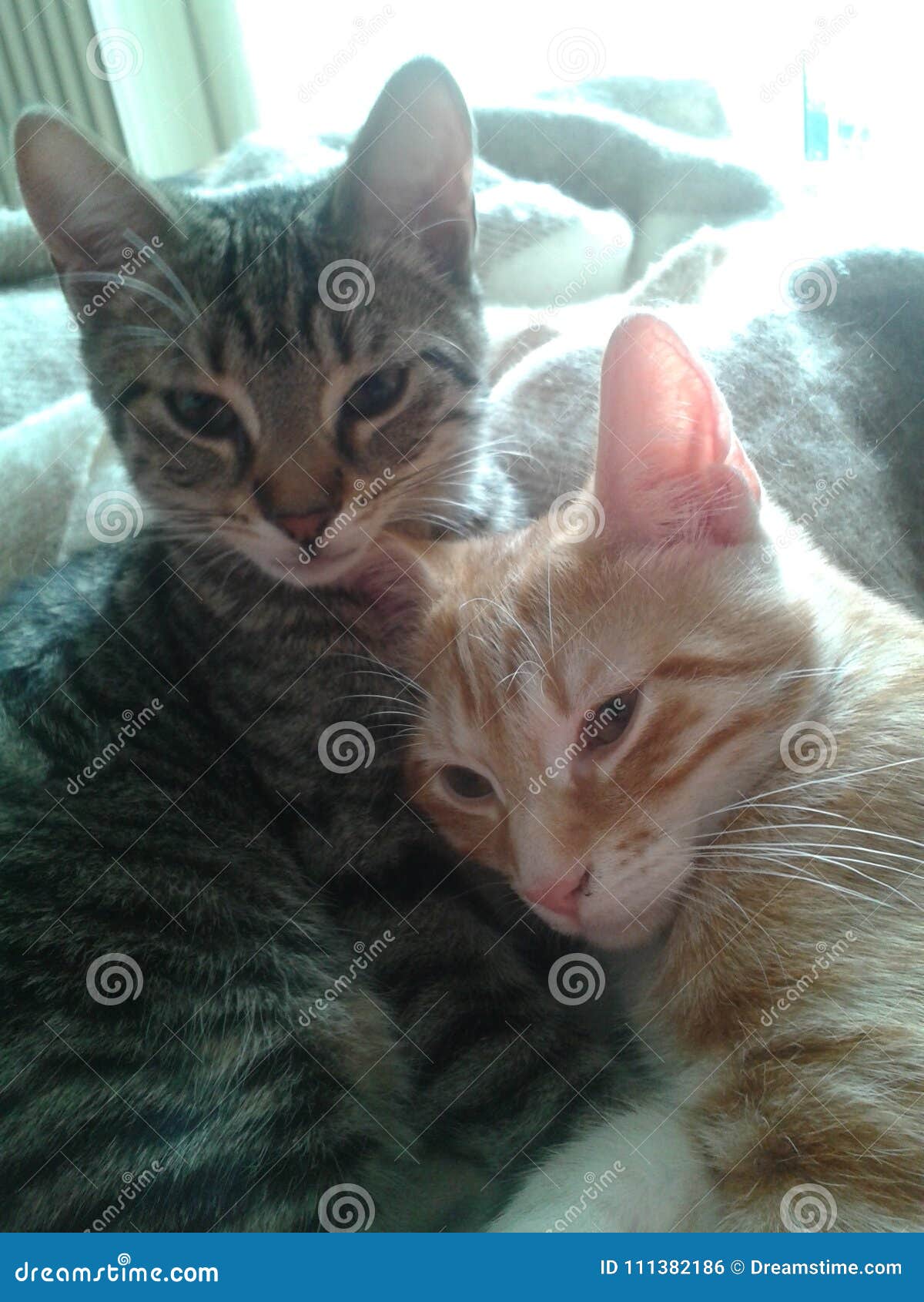 Cat sisters stock photo. Image of sisters, sister, cats - 111382186