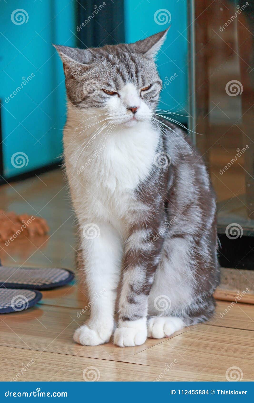 Cat sit and angry. stock photo. Image of furry, sitting - 112455884