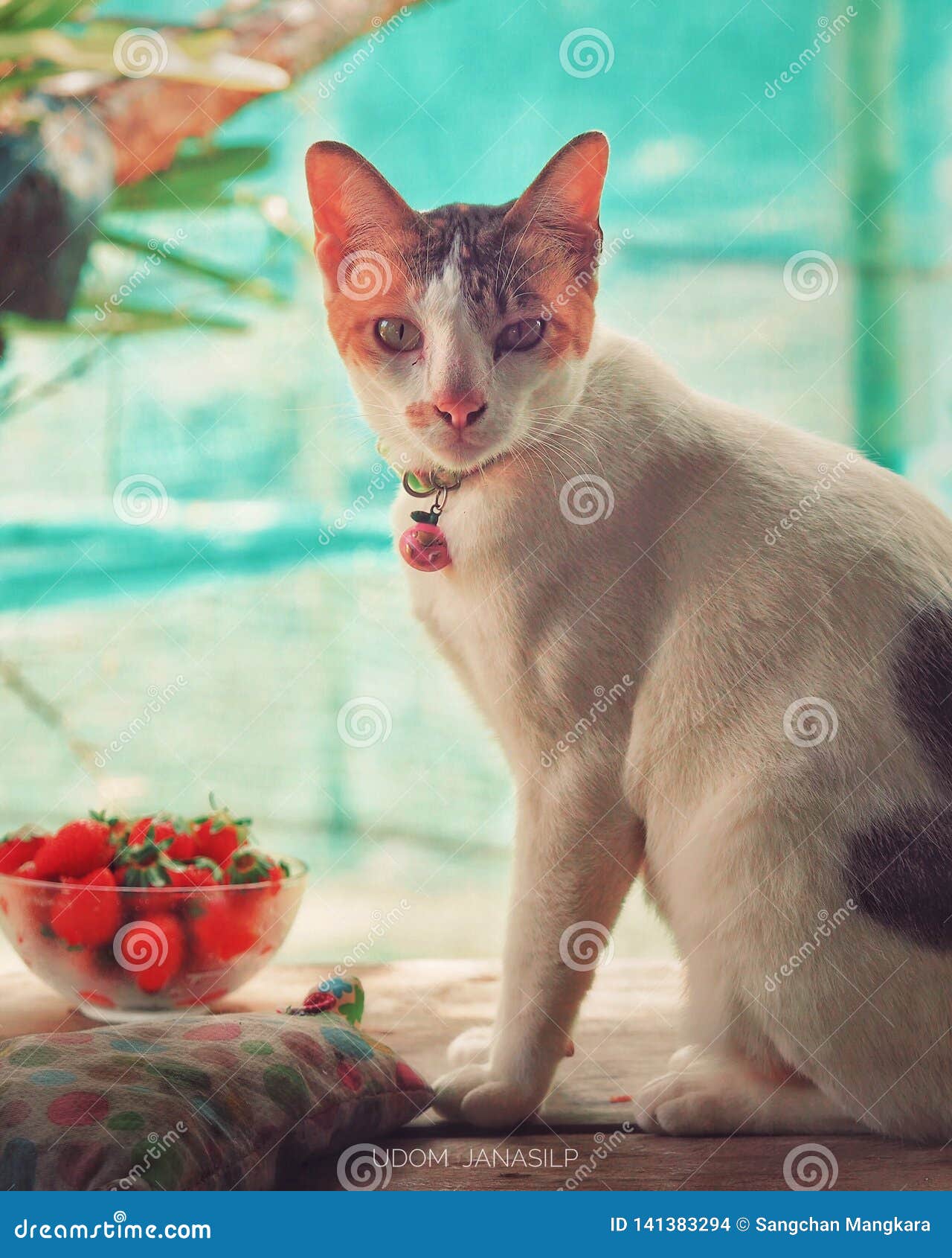 Cat on table. stock photo. Image of table, look - 141383294