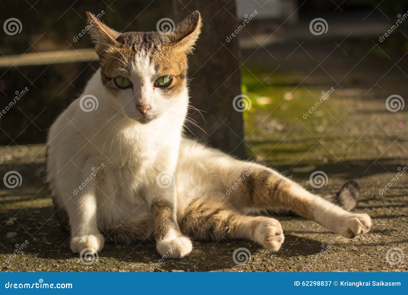 Cat sit on ground stock image. Image of close, sleep - 62298837