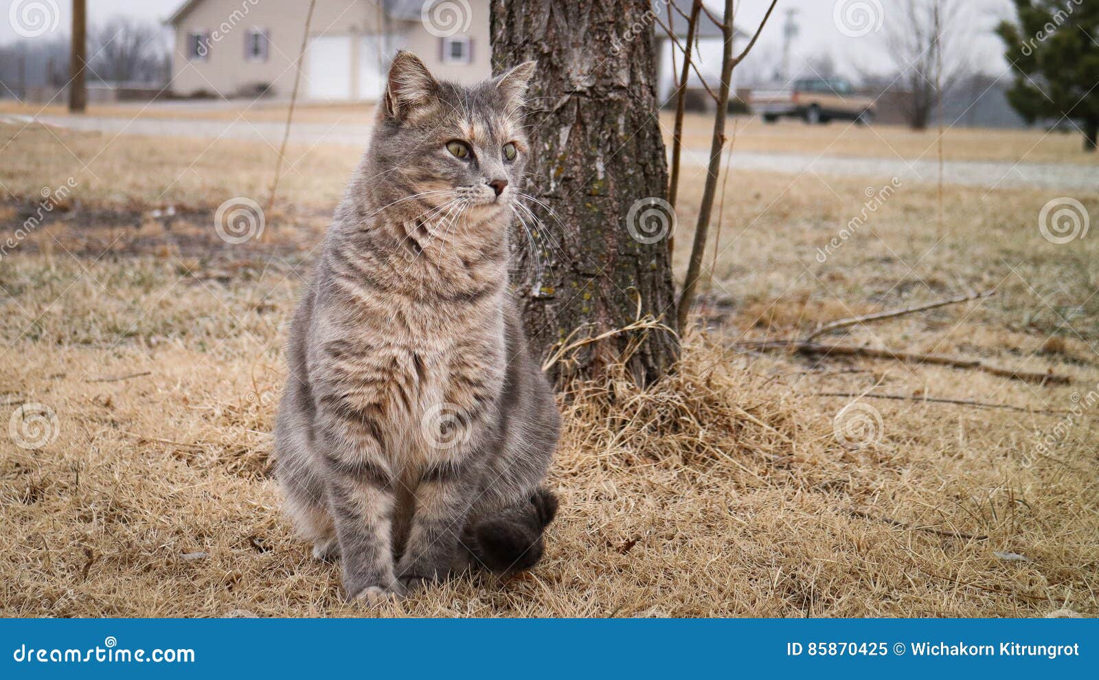 Cat sit near the tree stock image. Image of front, perfect - 85870425