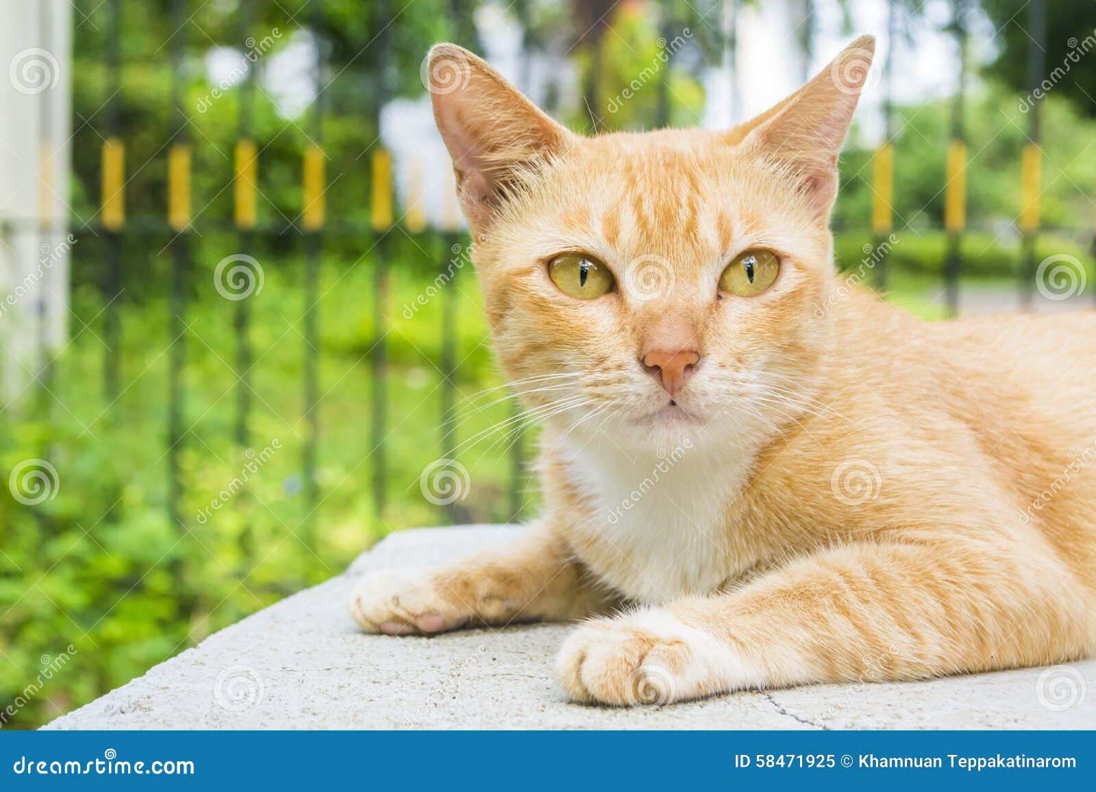 Cat sit on outdoor stock image. Image of pattern, sitting - 58471925
