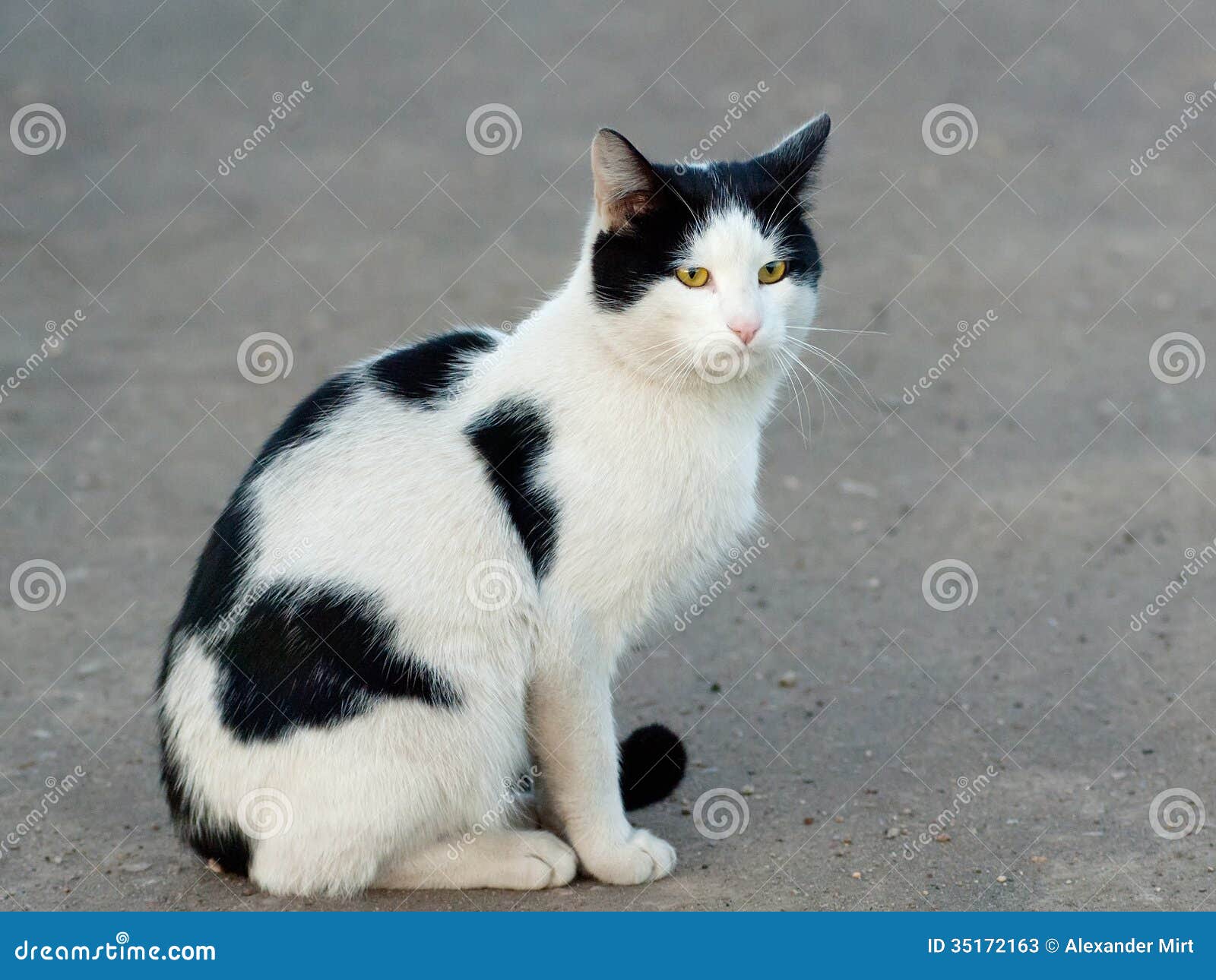 Cat sit on road stock image. Image of little, road, land - 35172163