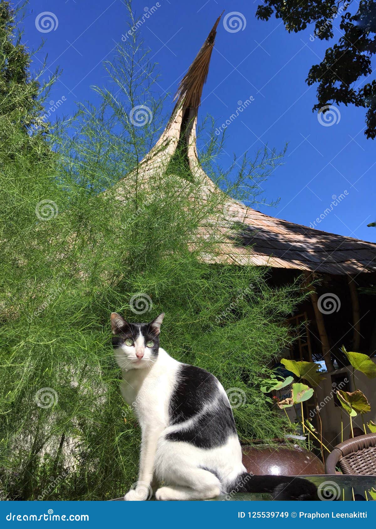 Cat Sit on the Table in Front of the Fancy Bamboo Pavilion Stock Image ...