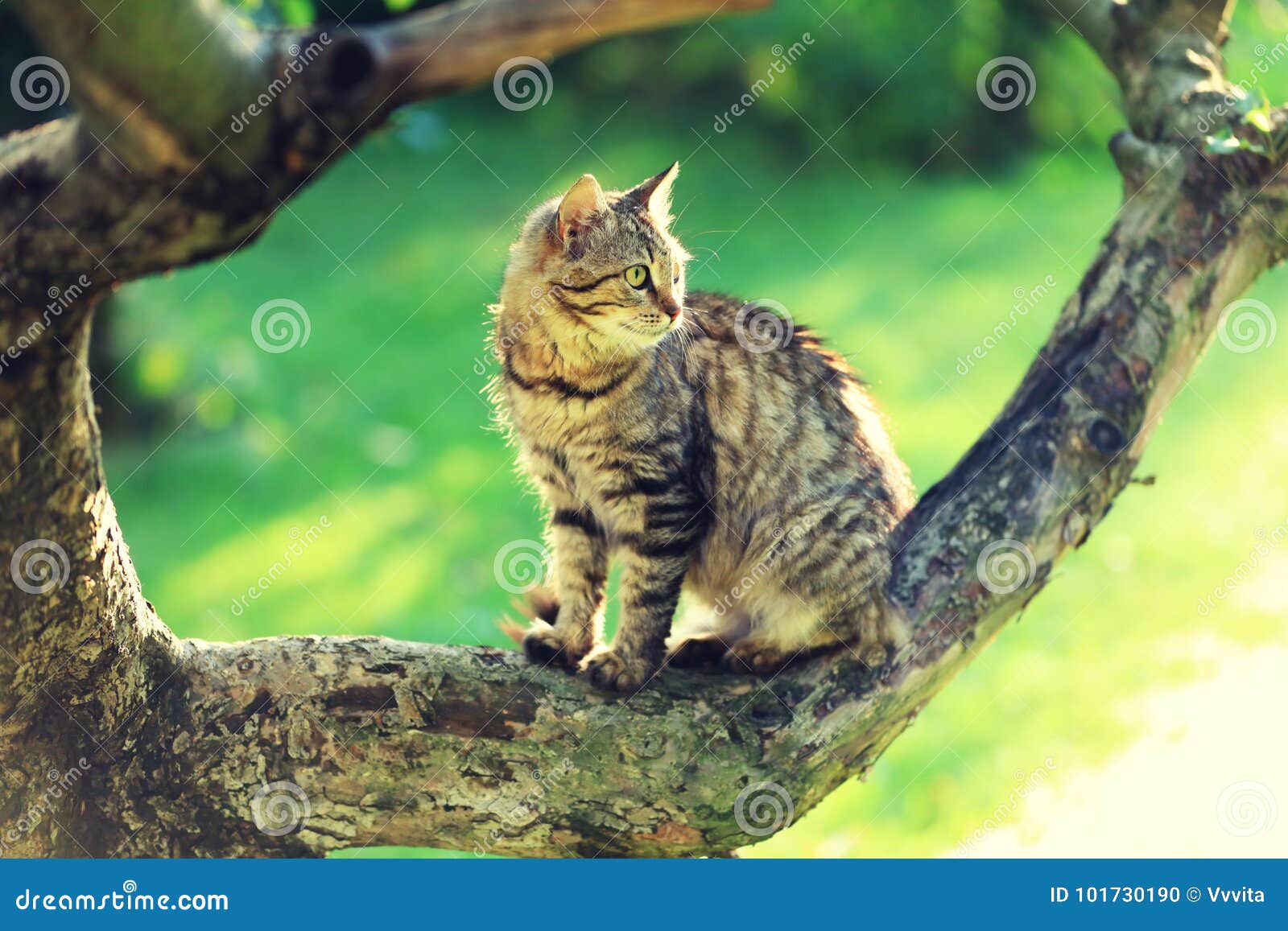Cat Sits on a Branch of a Tree Stock Photo - Image of garden, bought ...