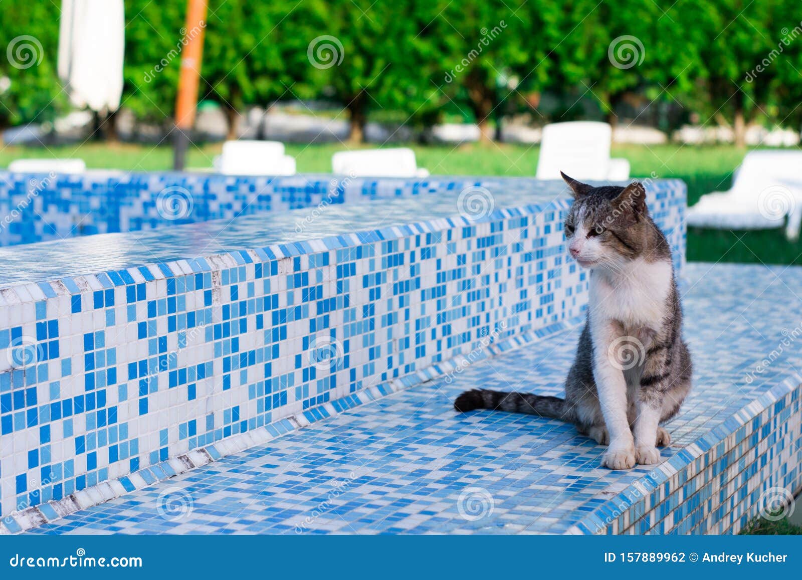 A Cat Sits on the Edge of the Pool Dangling His Tail in the Water Stock ...