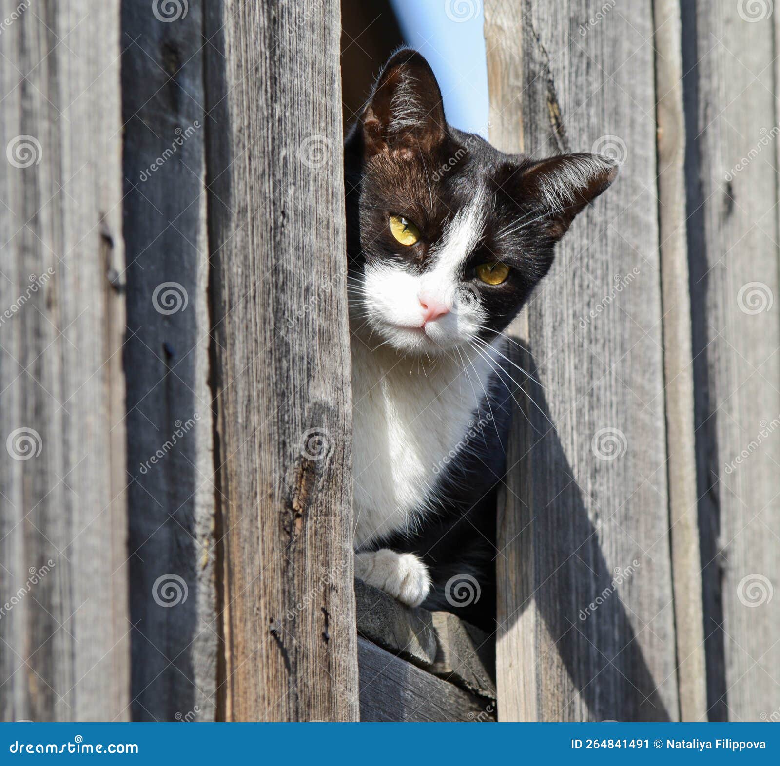 Cat Sits in a Hole in a Wooden Wall Stock Image - Image of black ...