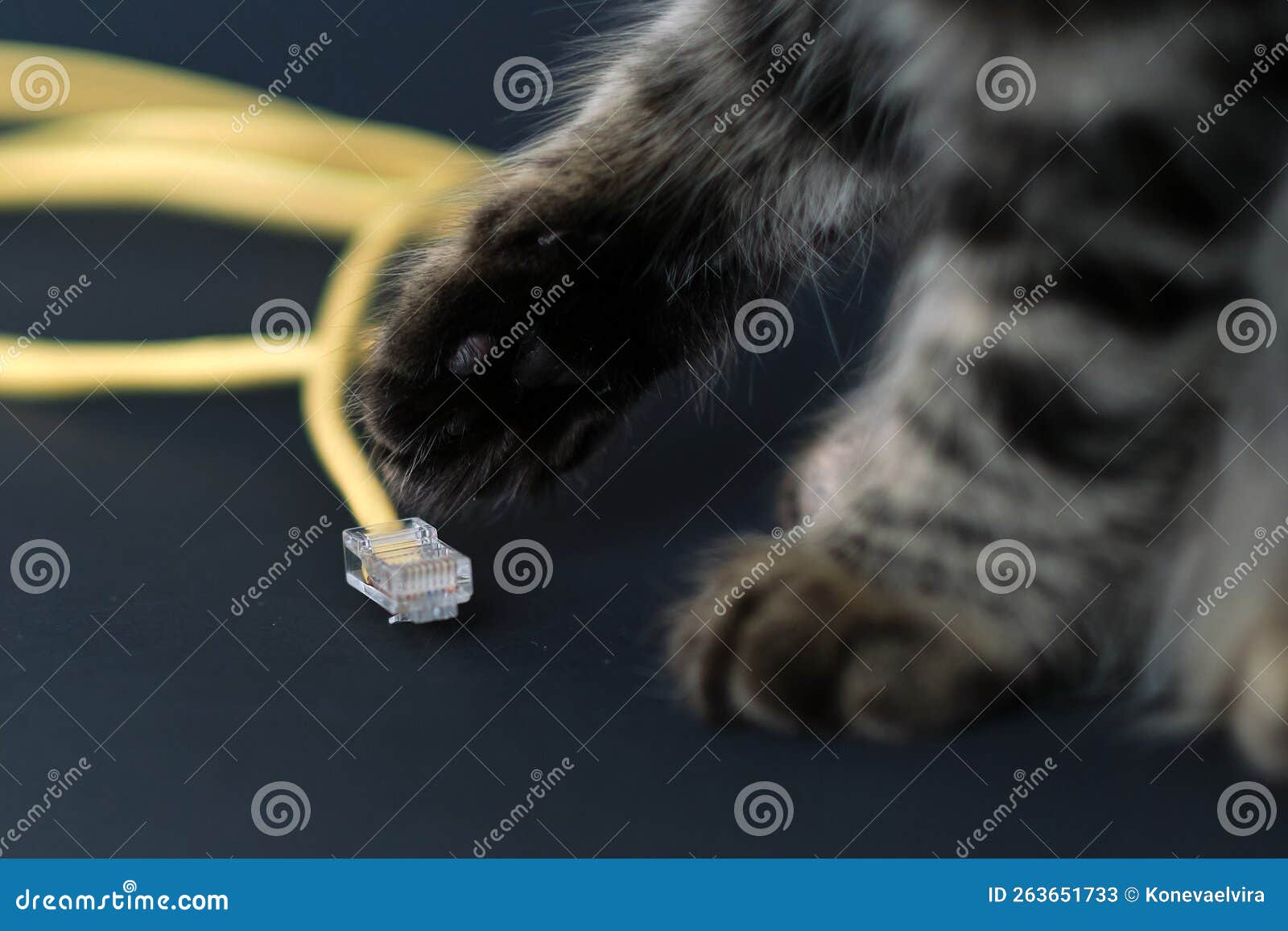 Cat Sits Next To the Cable from the Internet and Touches the Cable with ...