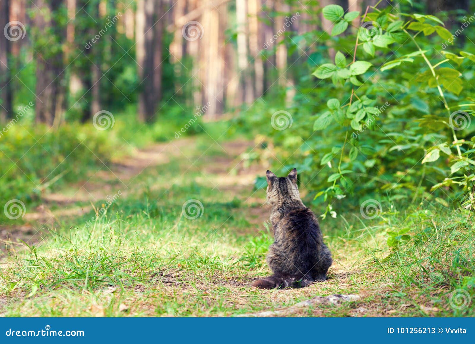 A Cat Sits on a Path in the Forest Stock Image - Image of nature, park ...