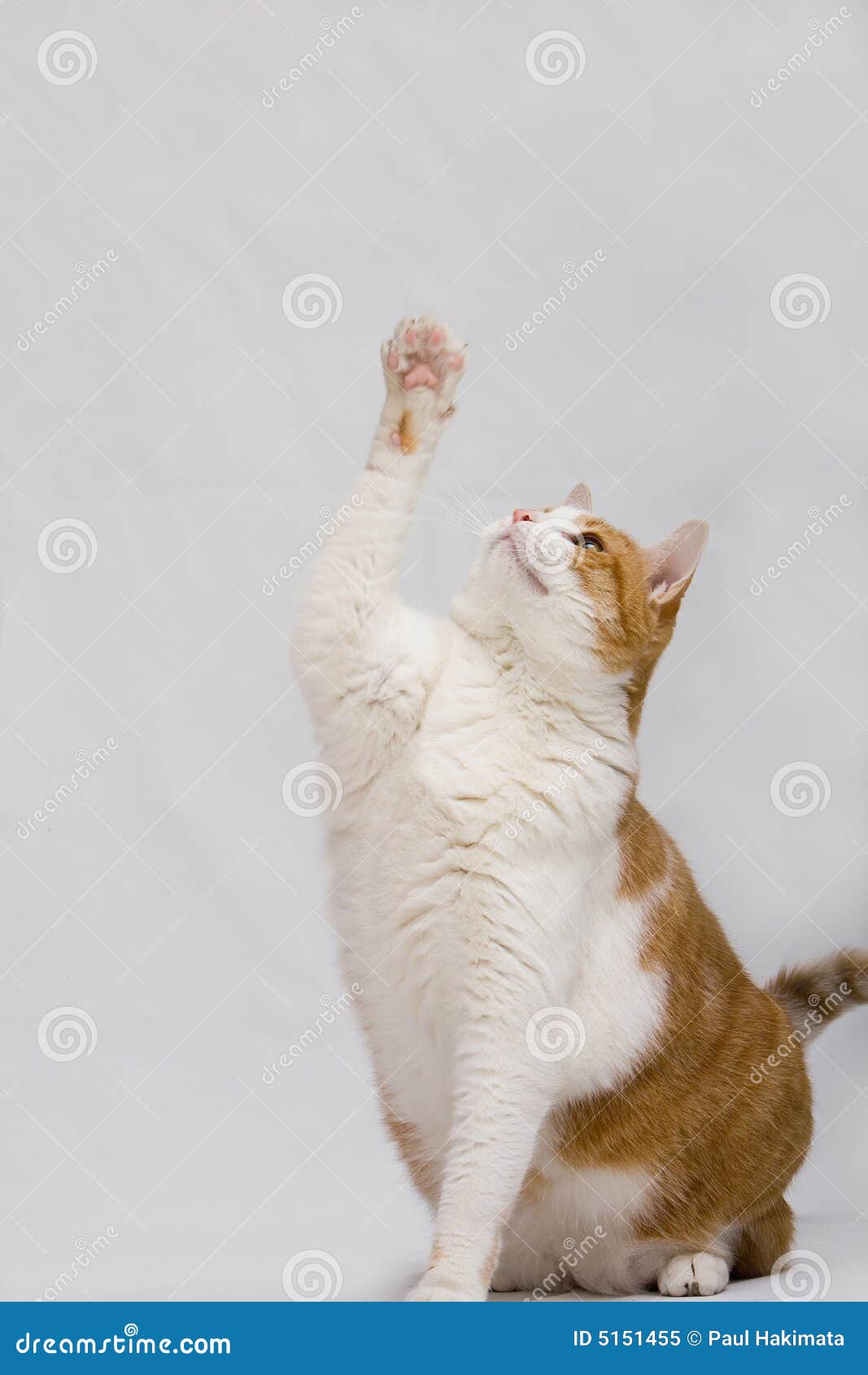 Cat sits with paw up stock image. Image of mammal, pets - 5151455