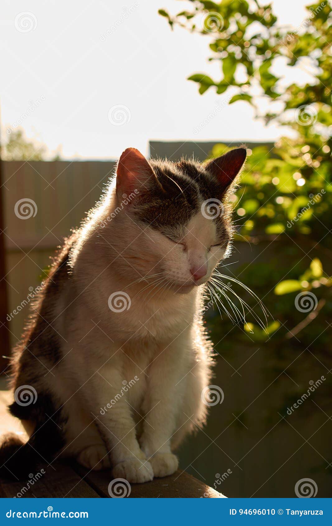 Cat Sits on Railing of Terrace in Evening Stock Photo - Image of house ...