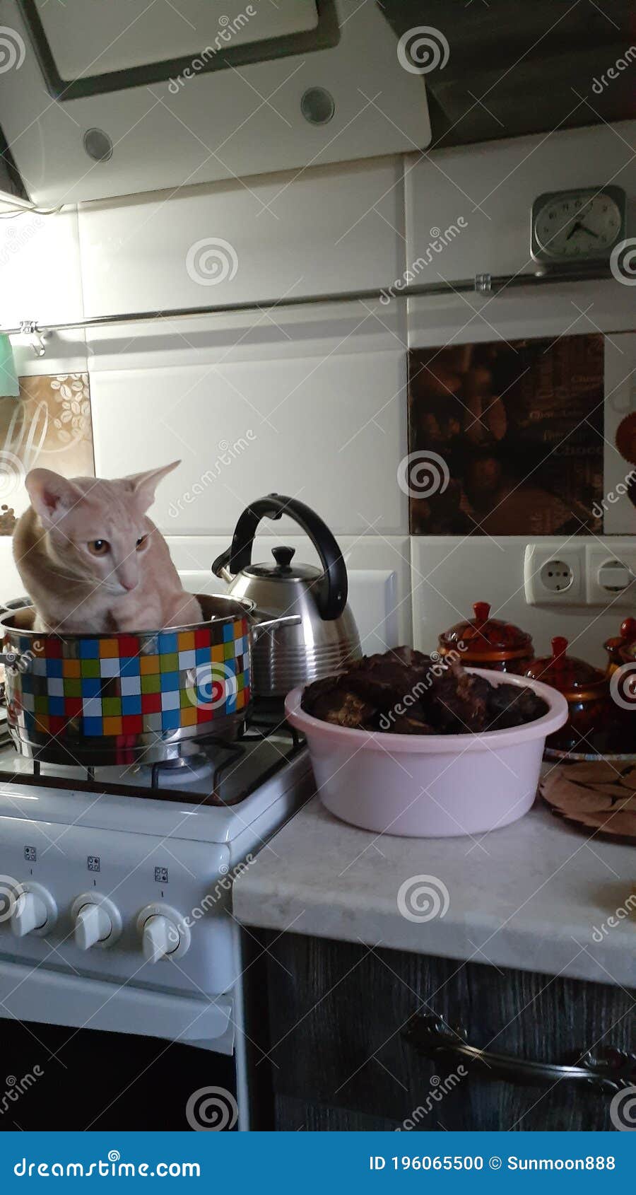 The Cat Sits in a Saucepan and Looks at a Plate of Meat. Stock Photo ...