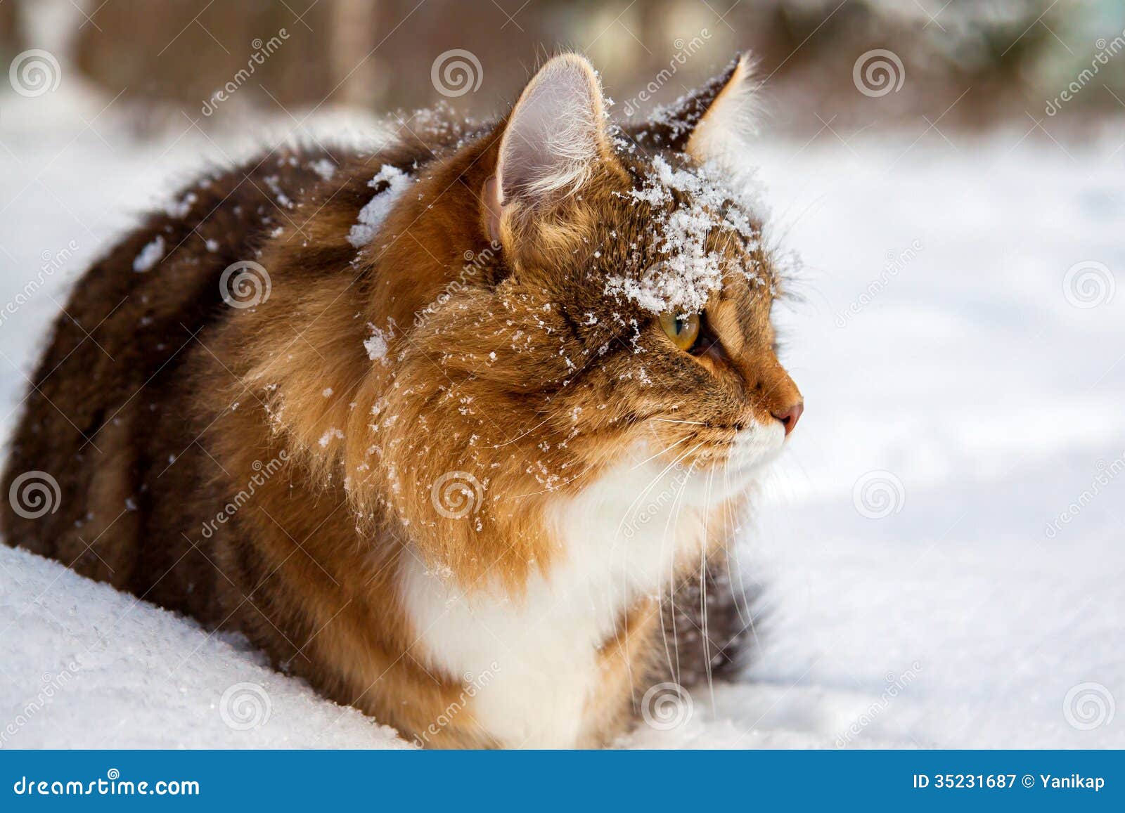 Cat on sits on snow stock image. Image of cute, december - 35231687