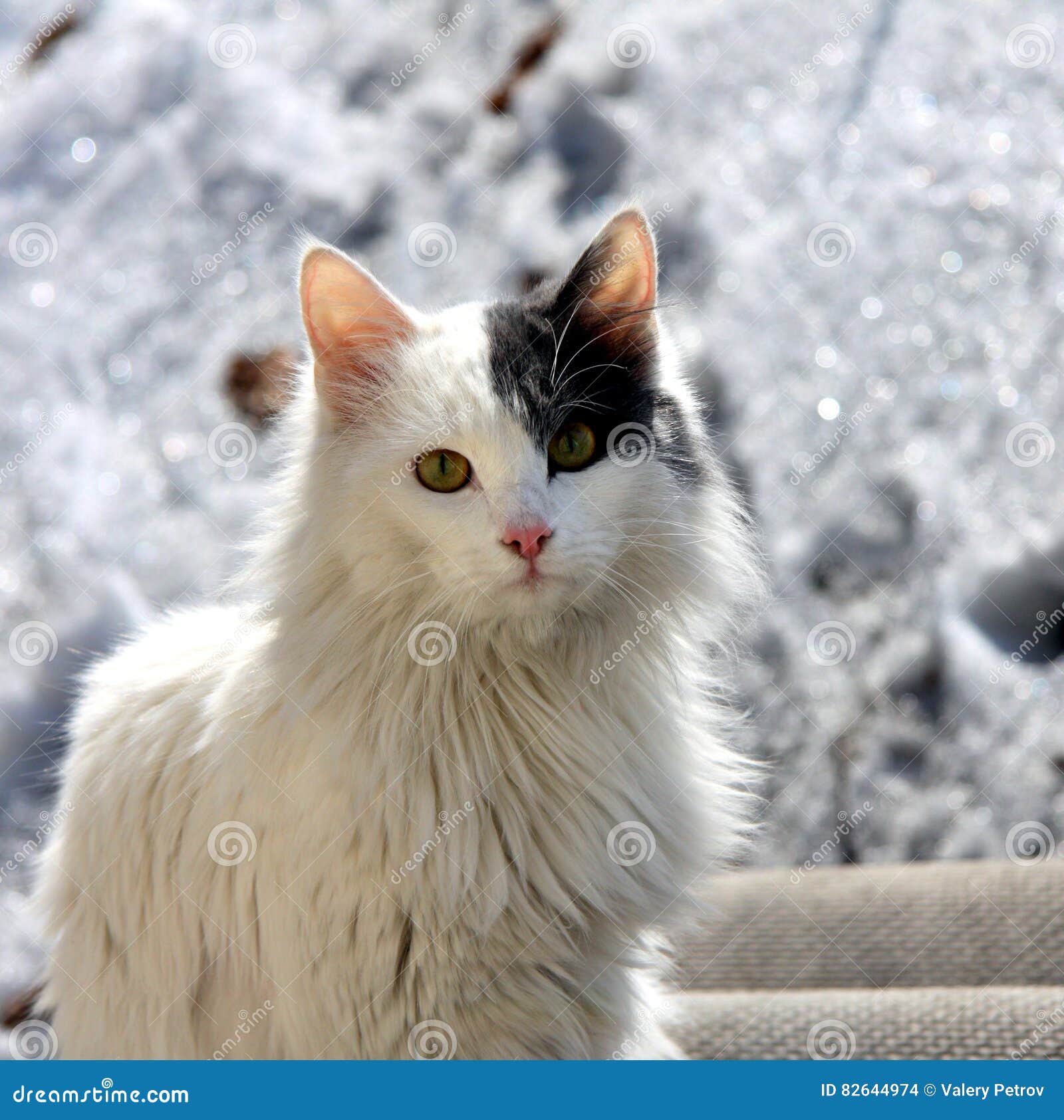 Cat Sits Staring at Photographer Stock Photo - Image of expression ...