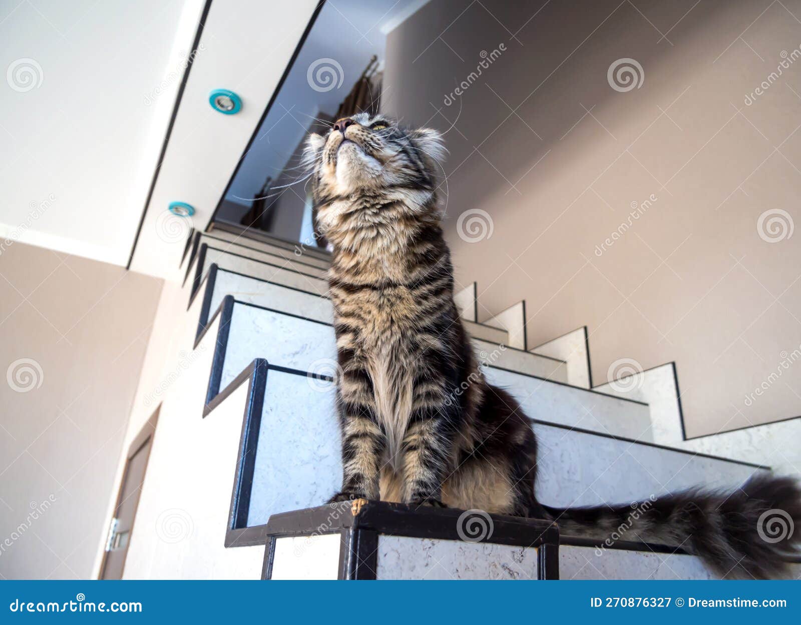 The Cat Sits on the Steps of the Stairs in the House and Looks at the ...