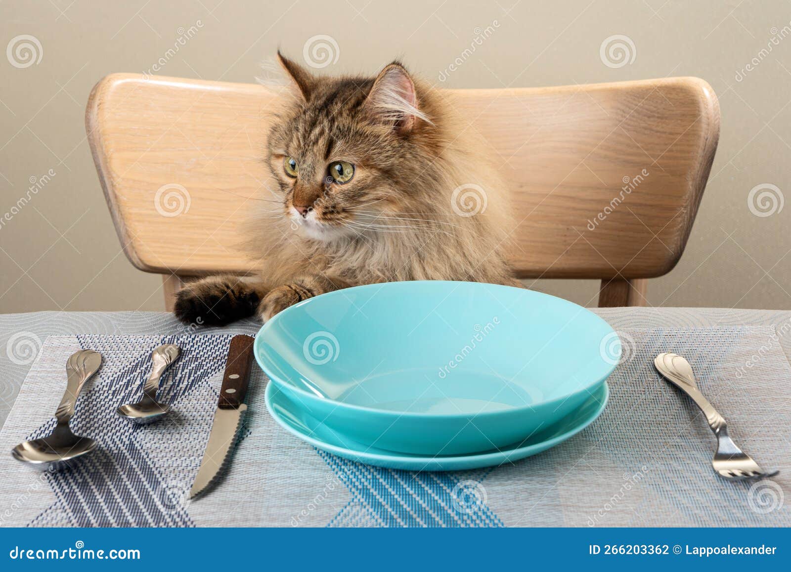 The Cat Sits at a Table Set for Dinner, Waiting for a Meal Stock Photo ...
