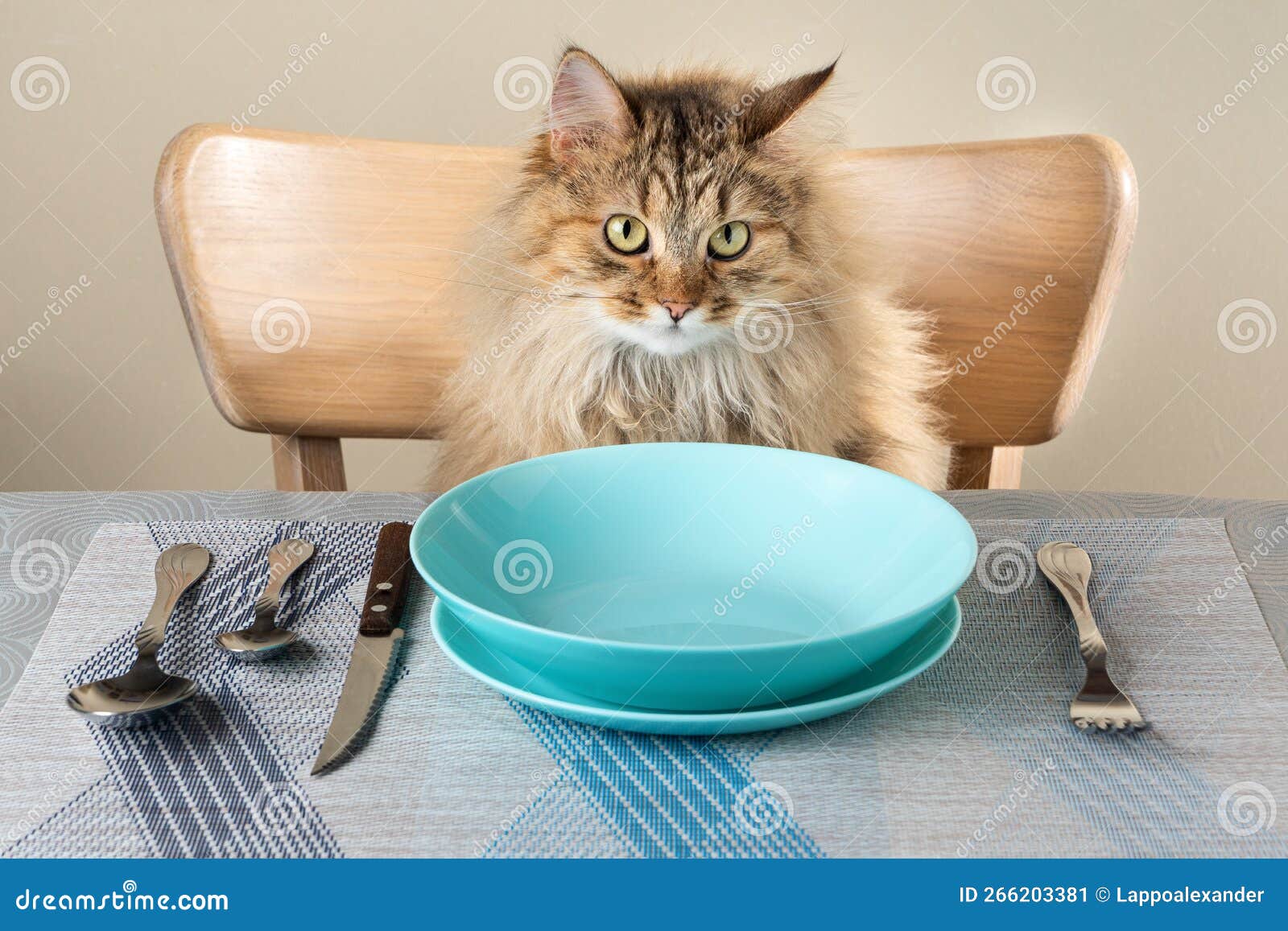 The Cat Sits at a Table Set for Dinner, Waiting for a Meal Stock Image ...