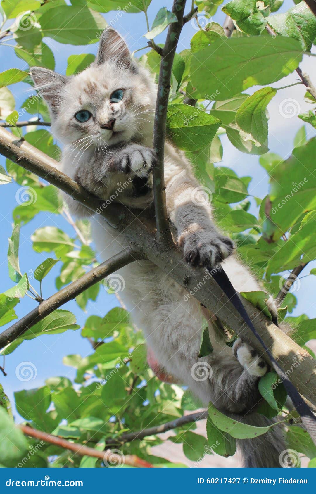 The Cat Sits on a Tree Branch Stock Image - Image of park, hair: 60217427