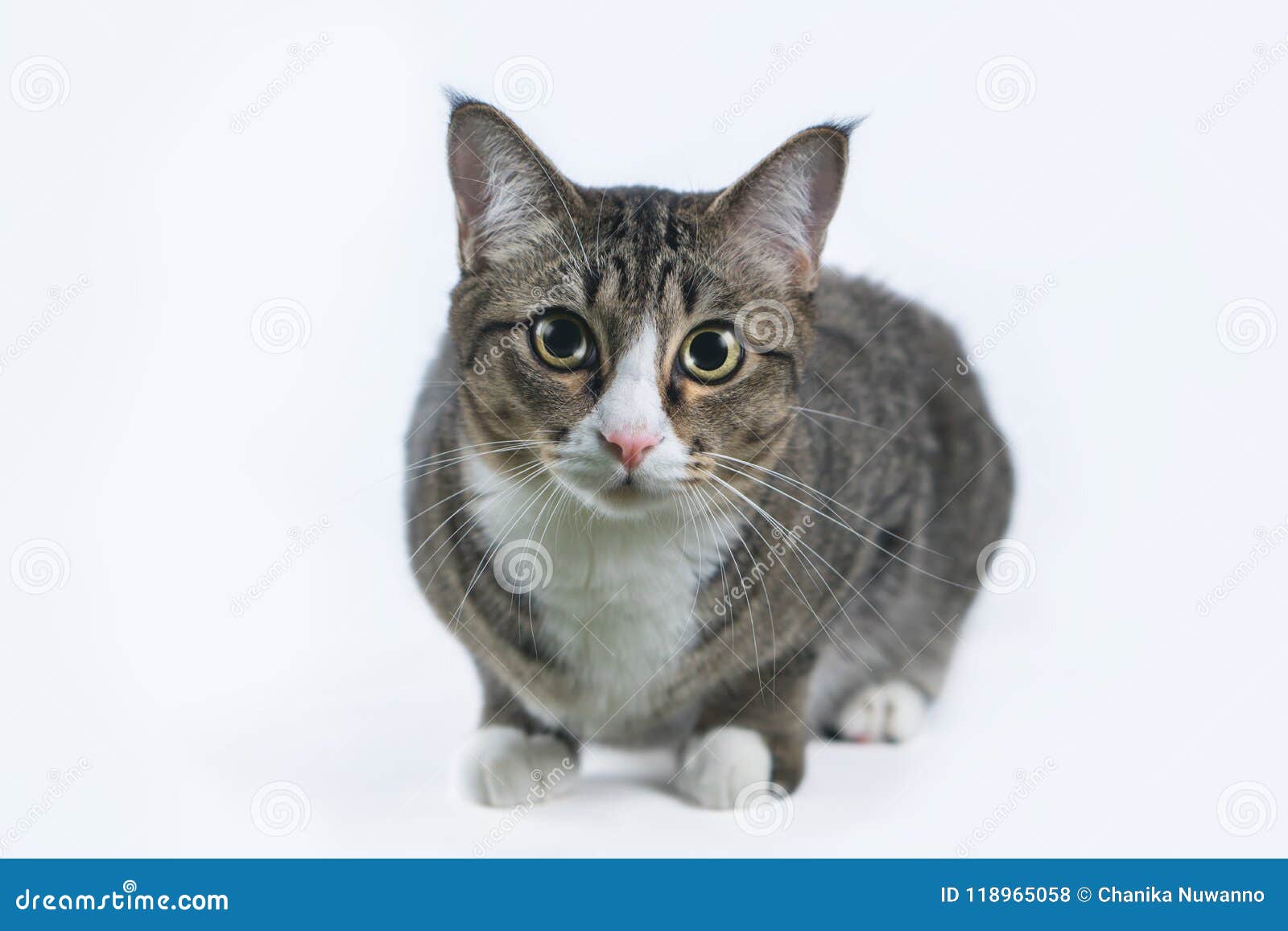 The Cat is Looking Forward and Looking Cute. Stock Photo - Image of ...