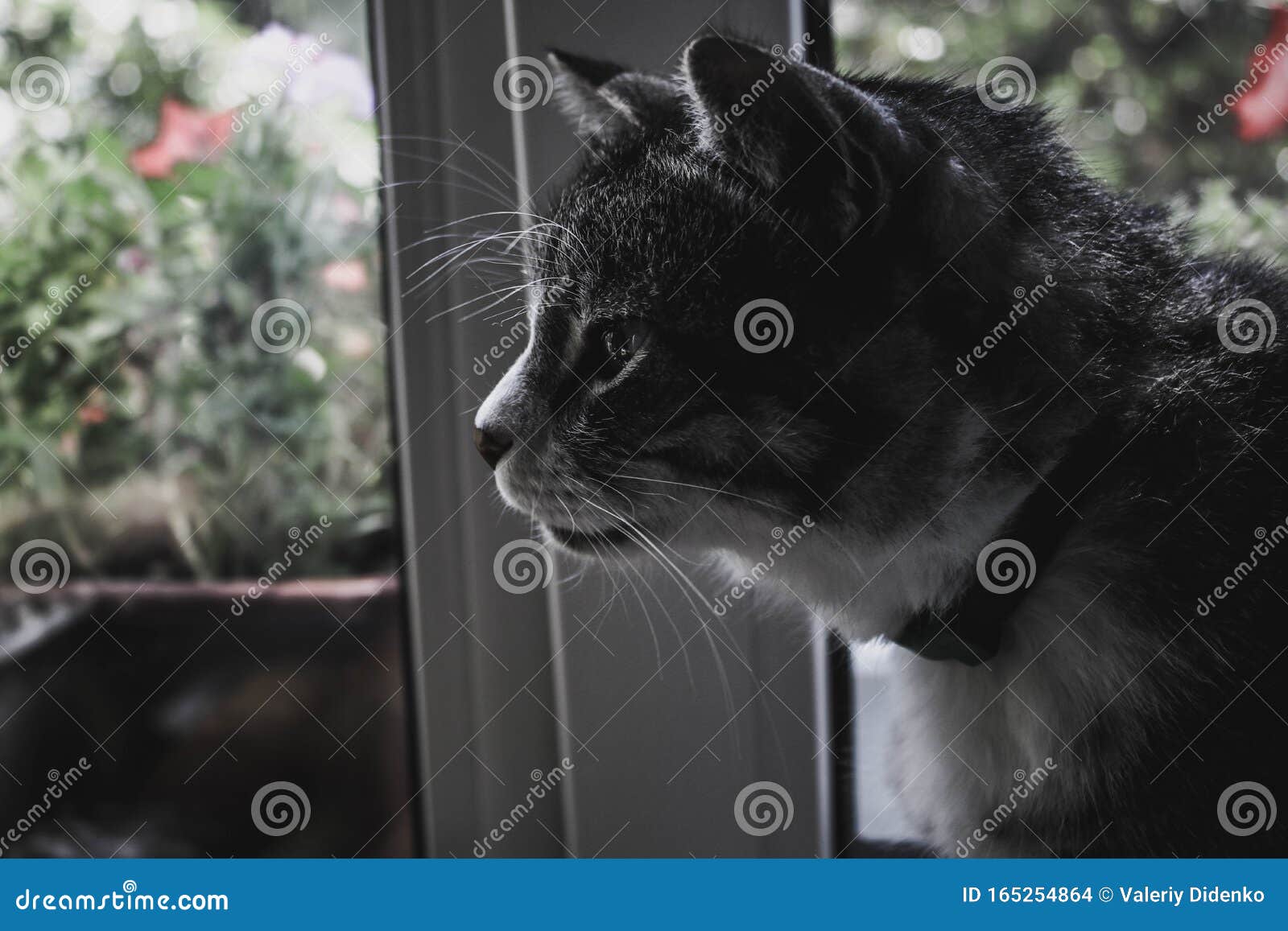 The Cat Focused Her Eyes on Something Interesting Stock Photo - Image ...