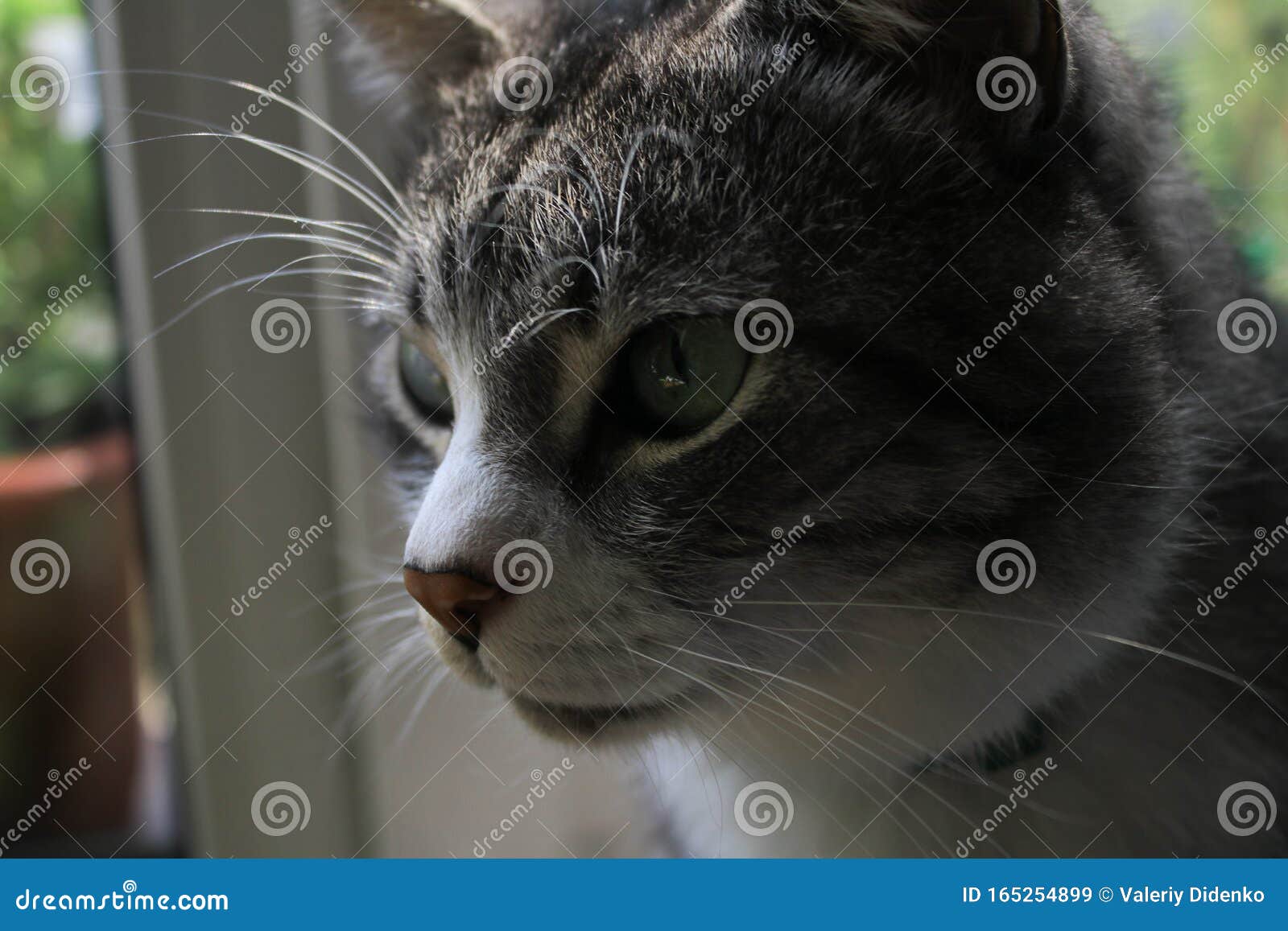 The Cat Focused Her Eyes on Something Interesting Stock Image - Image ...