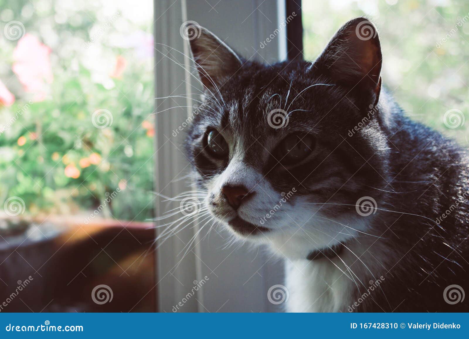 The Cat Focused Her Eyes on Something Interesting Stock Photo - Image ...