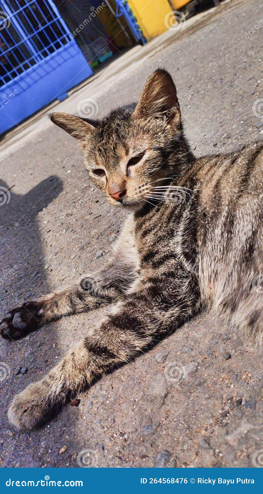Cat Sitting Back and Relaxing Stock Photo - Image of comfort, feline ...