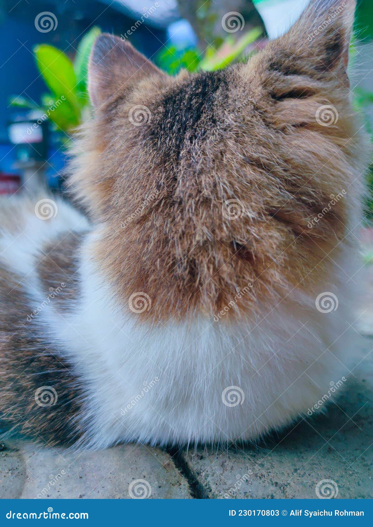 Cat is sitting back view stock image. Image of view - 230170803