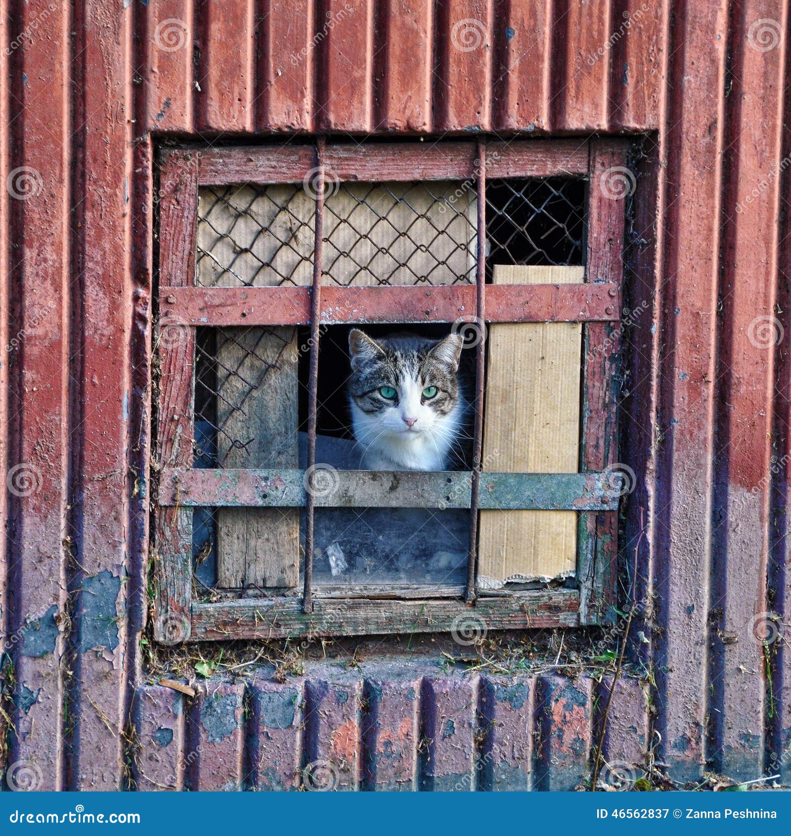 Cat sitting behind bars stock image. Image of bars, homeless - 46562837