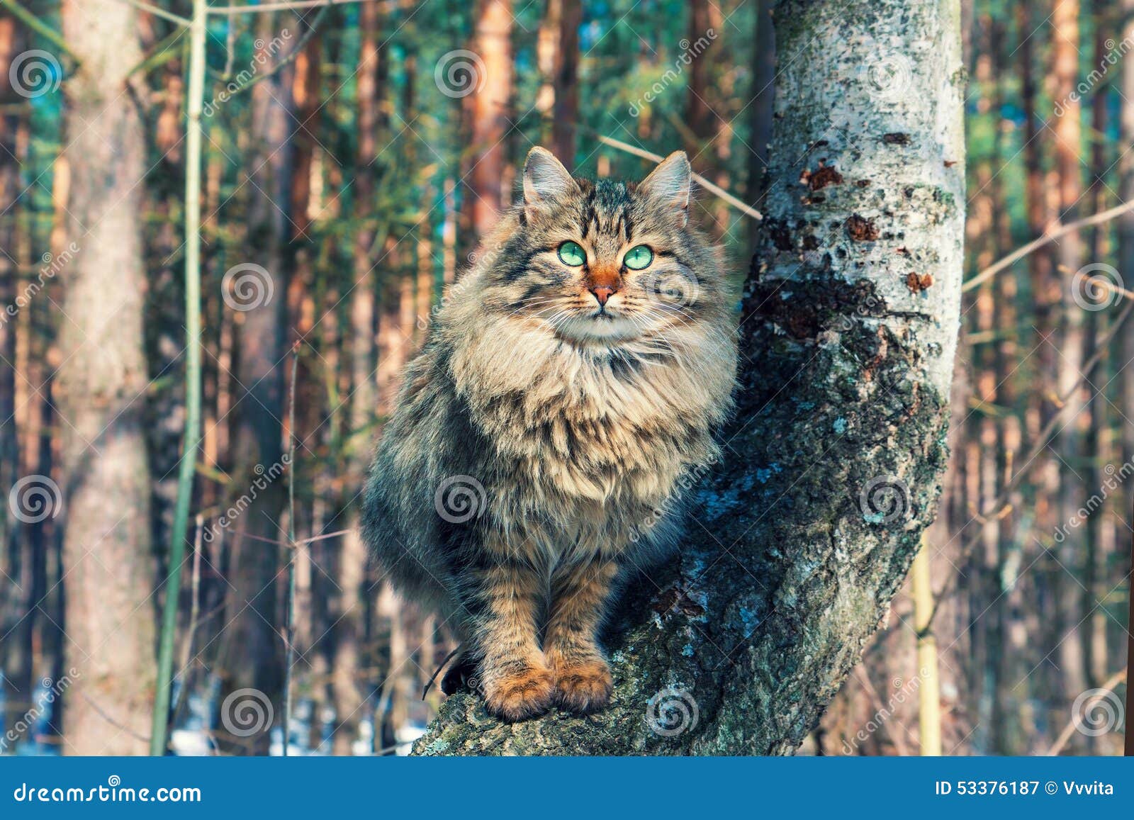 Cat Sitting on a Birch Tree Stock Image - Image of dream, alone: 53376187