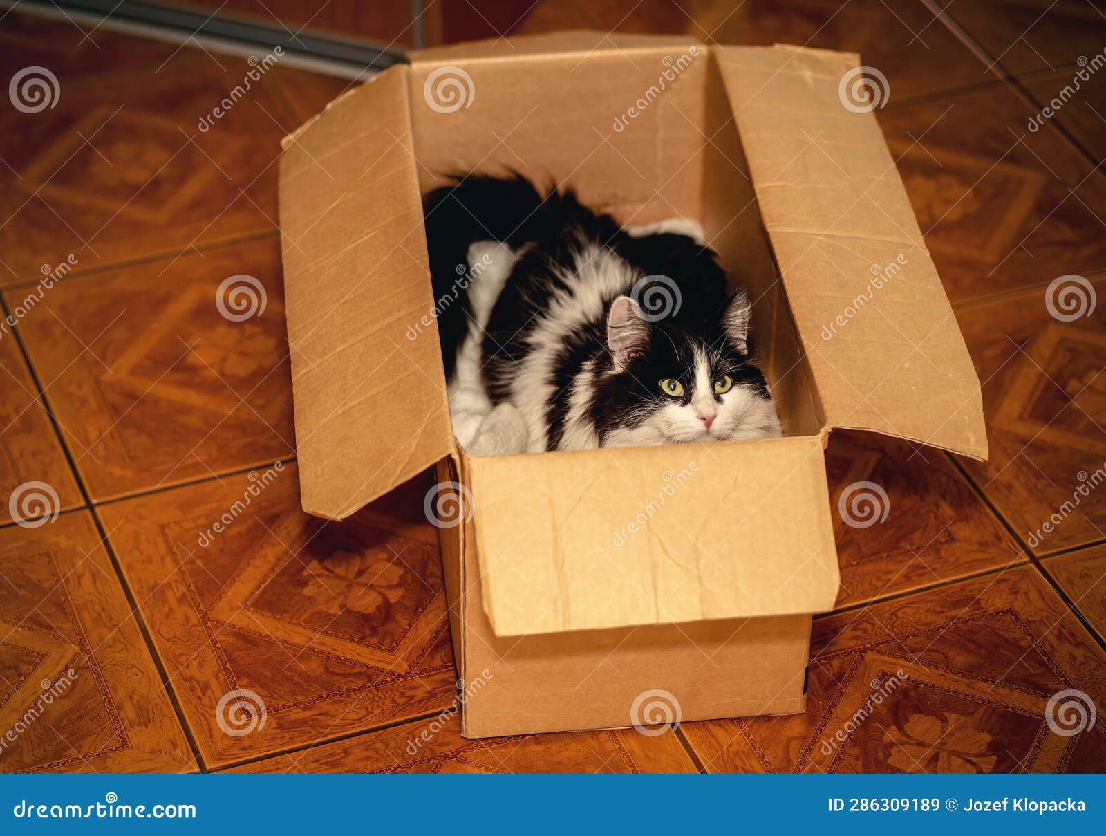The Cat is Sitting in a Box. Stock Image - Image of observant, feline ...