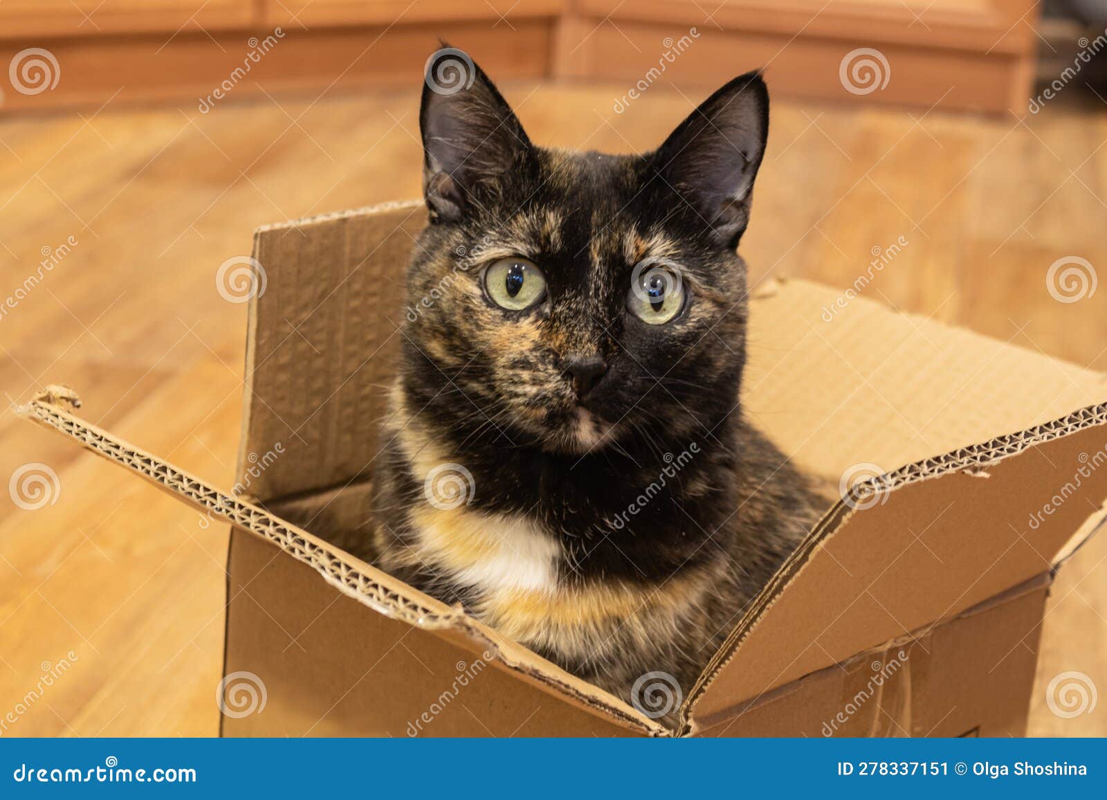 The Cat is Sitting in a Box. the Cat is Black, Red and White Colors ...