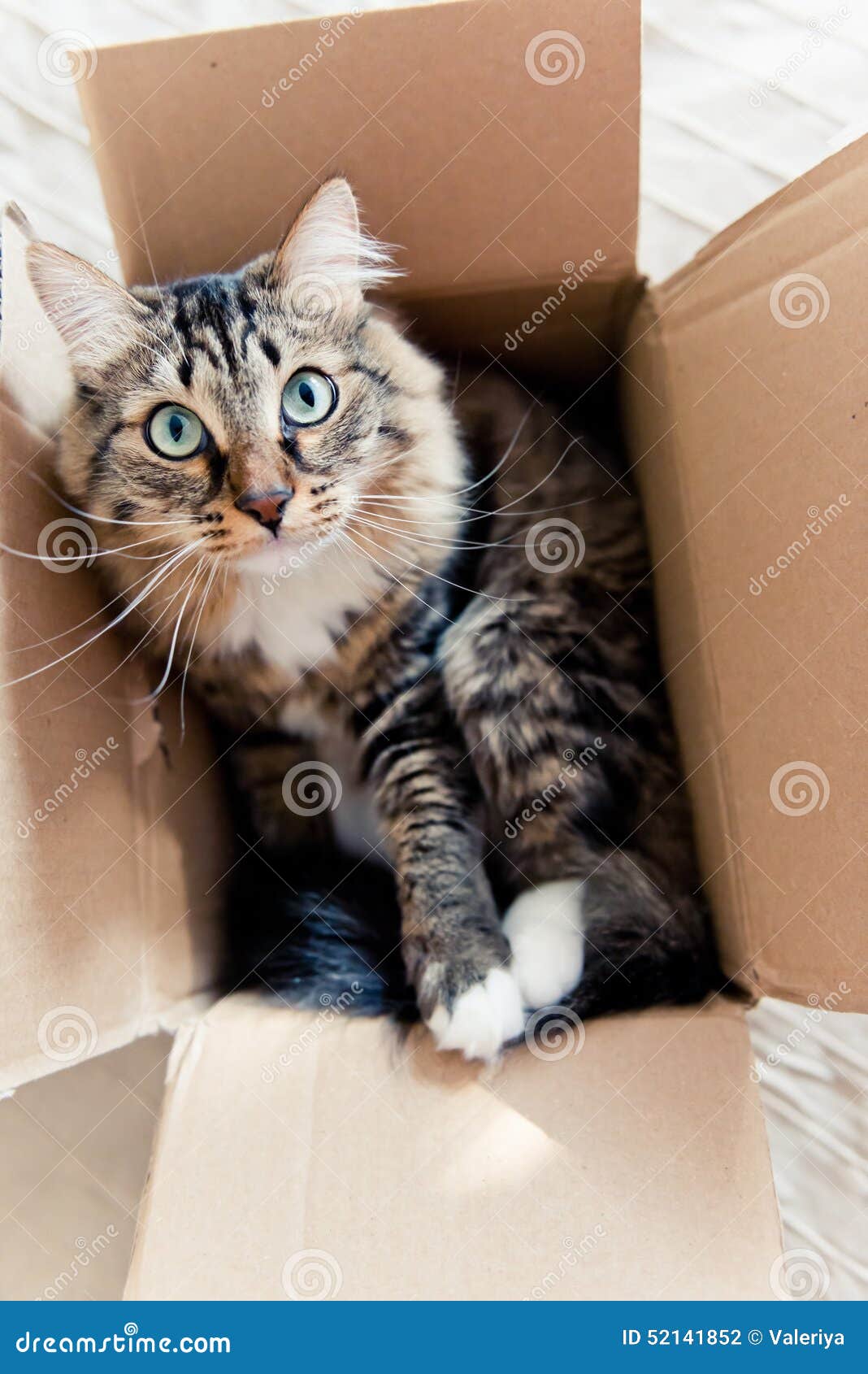 Cat sitting in a box stock photo. Image of shows, hide - 52141852